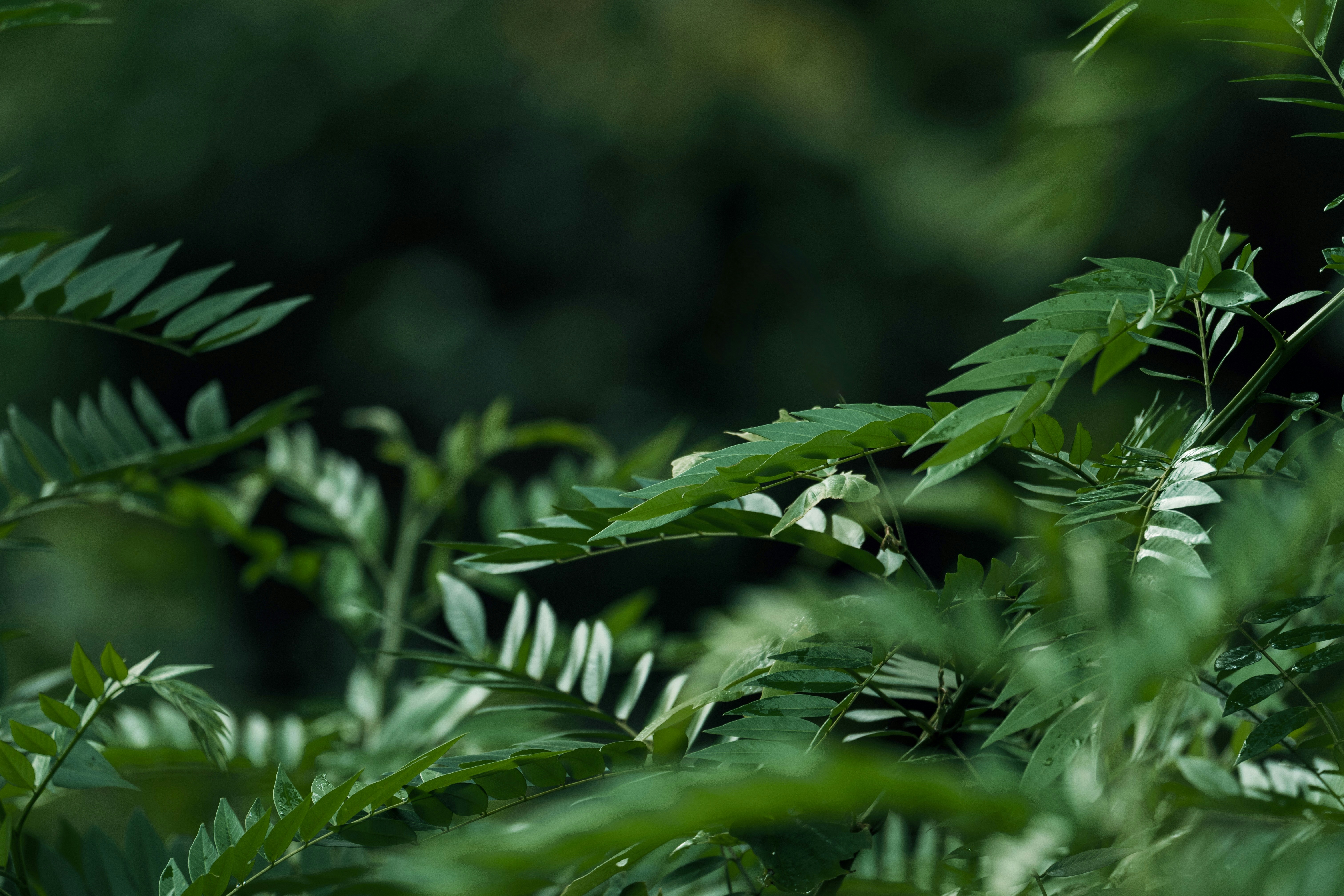Fronds in Focus: Quiet Green Depths