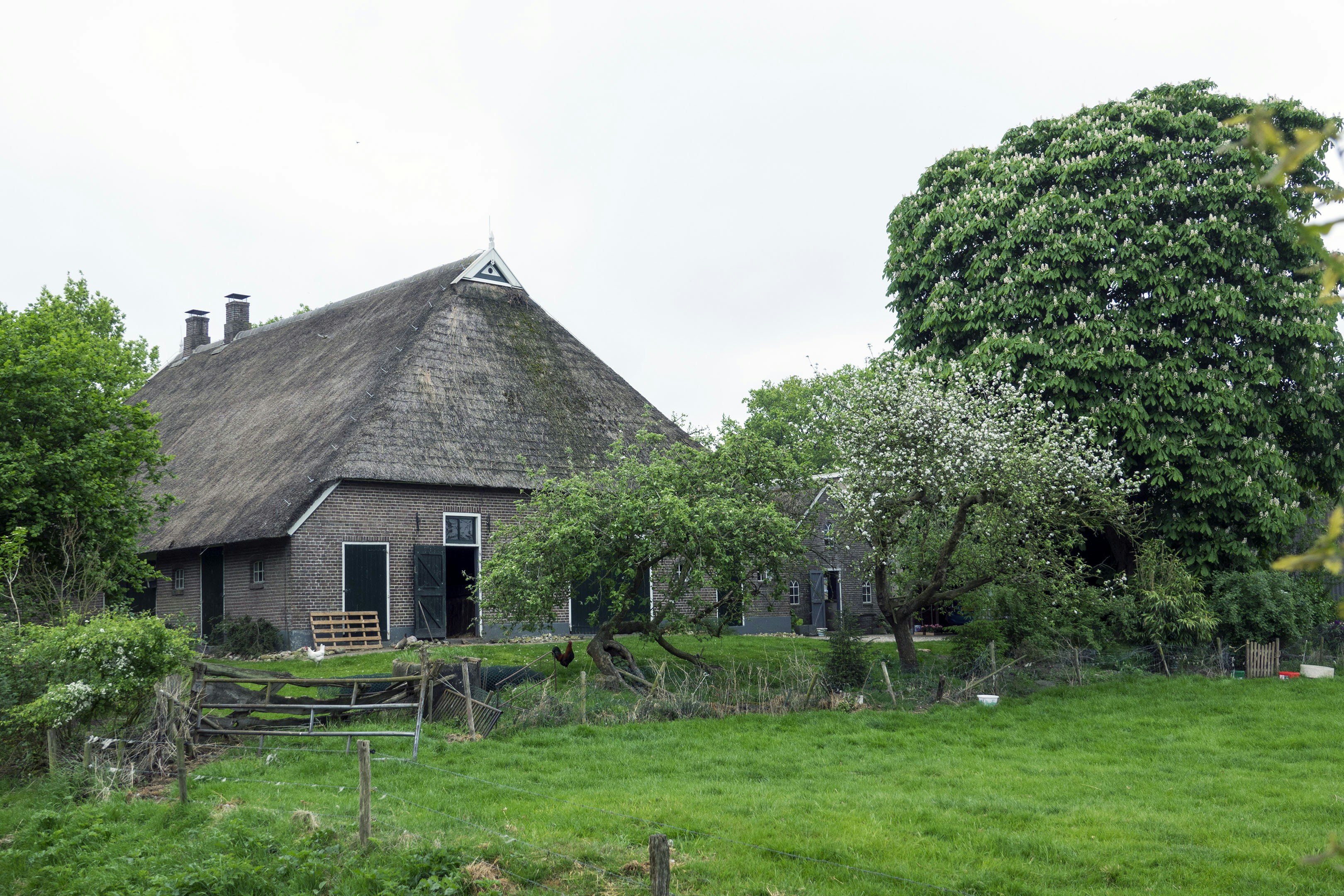 Thatched-roof farmhouse with surrounding trees and a rustic fence, set in a lush farmyard landscape.