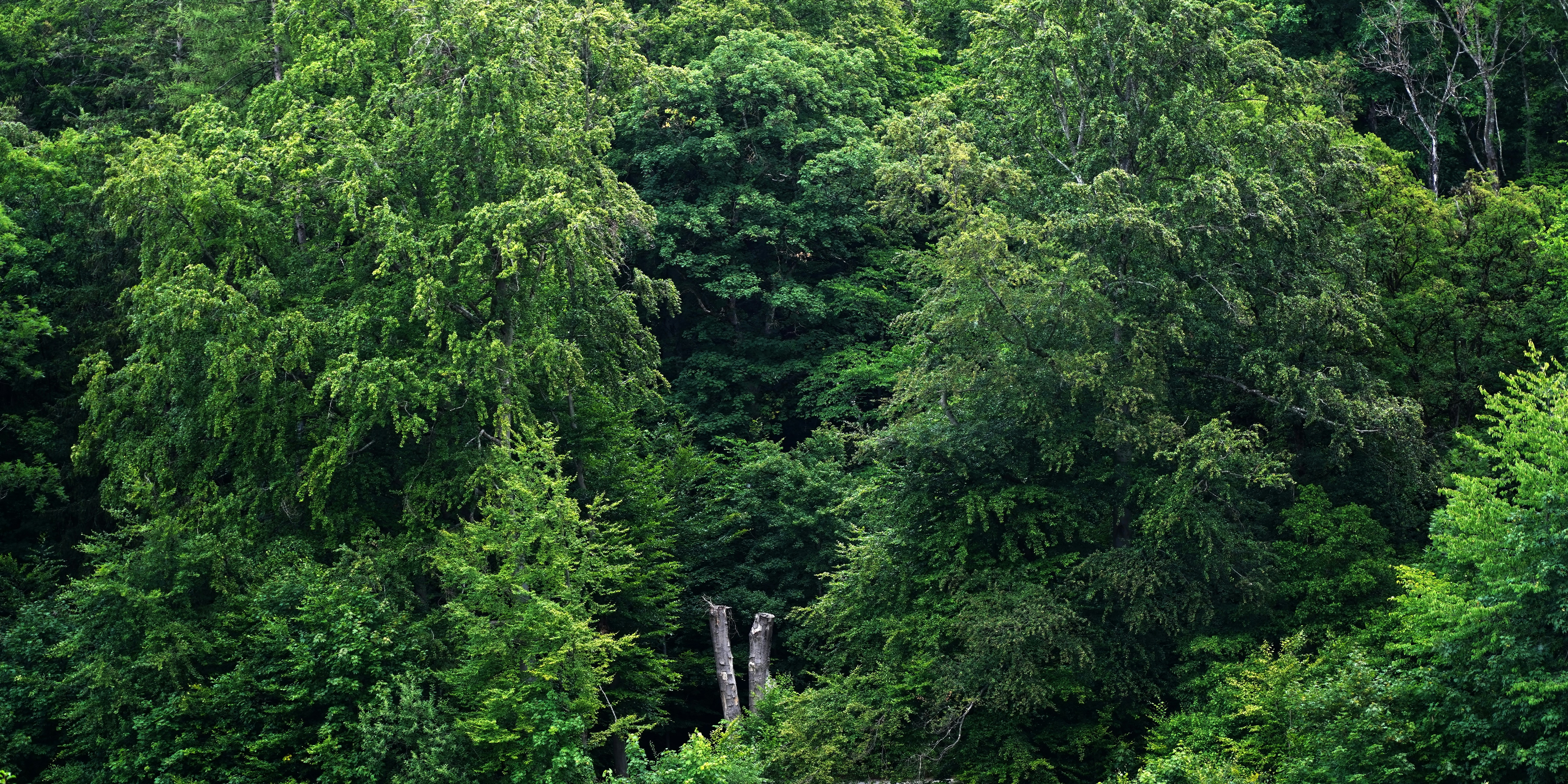 Emerald Canopy: A Quiet Moment in the Green Ridge