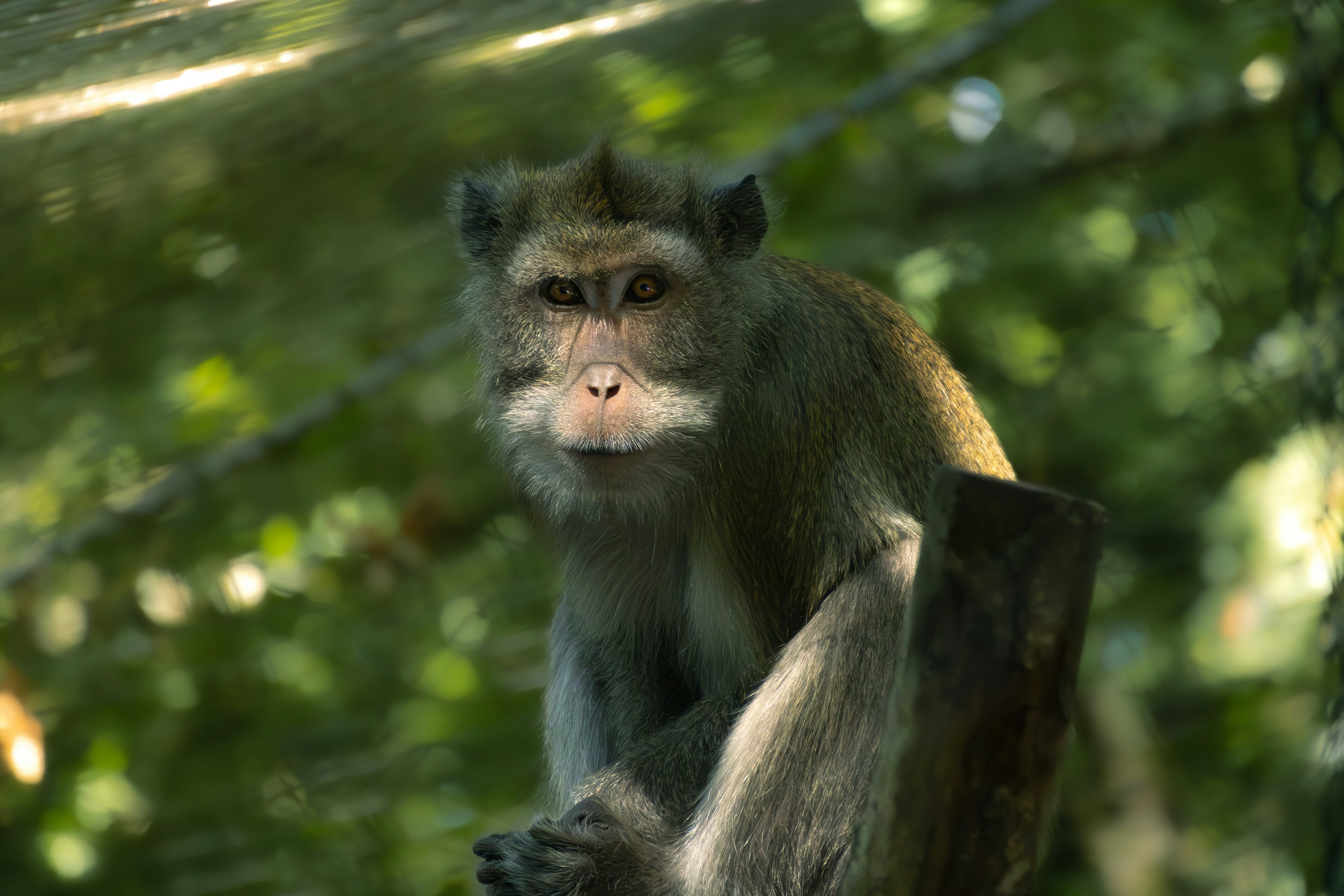 Curious Sapient Keeper: A close-up of a monkey in dappled forest light