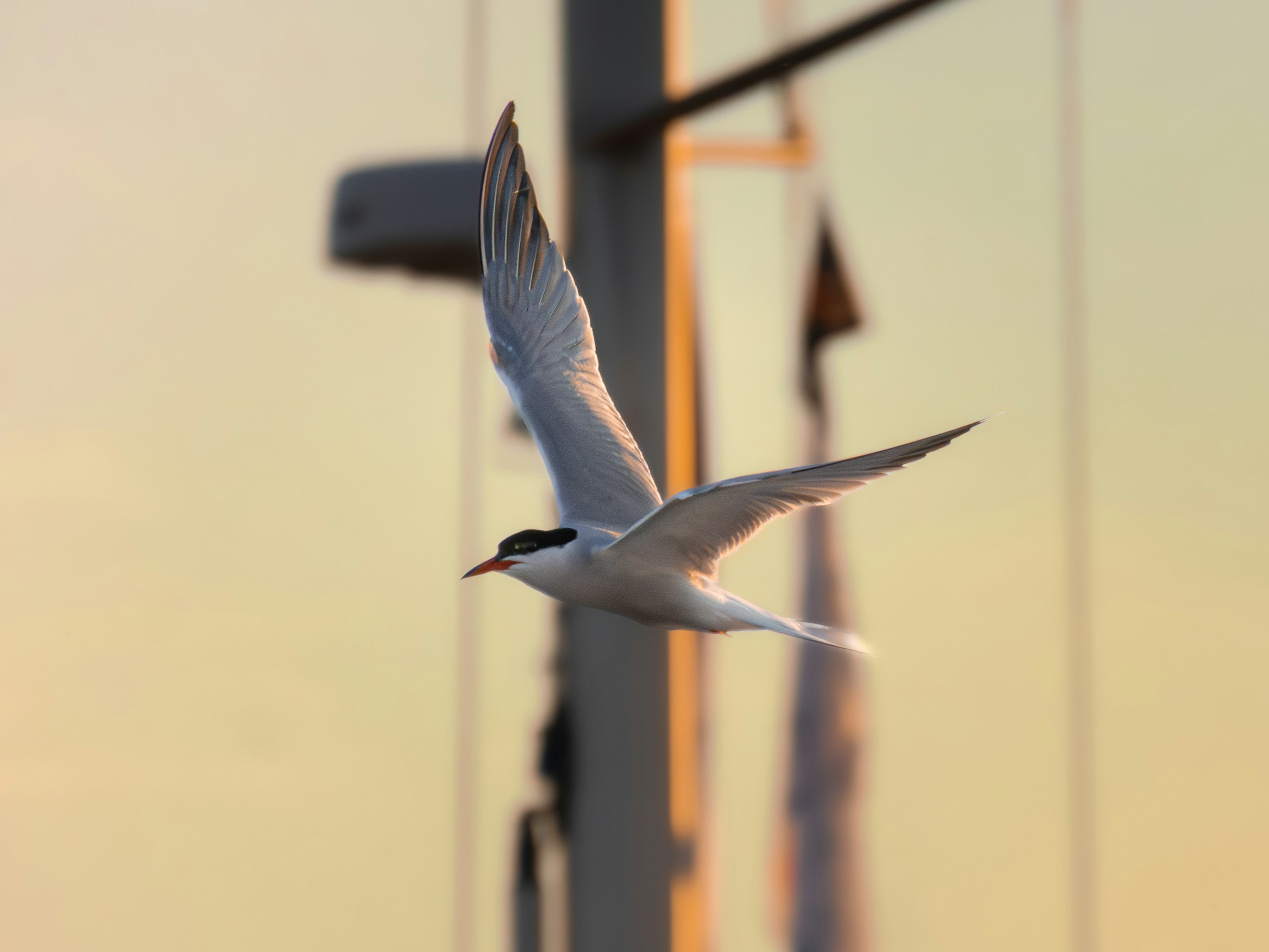 Photo by Ewen Rousseau with Canon EOS R50