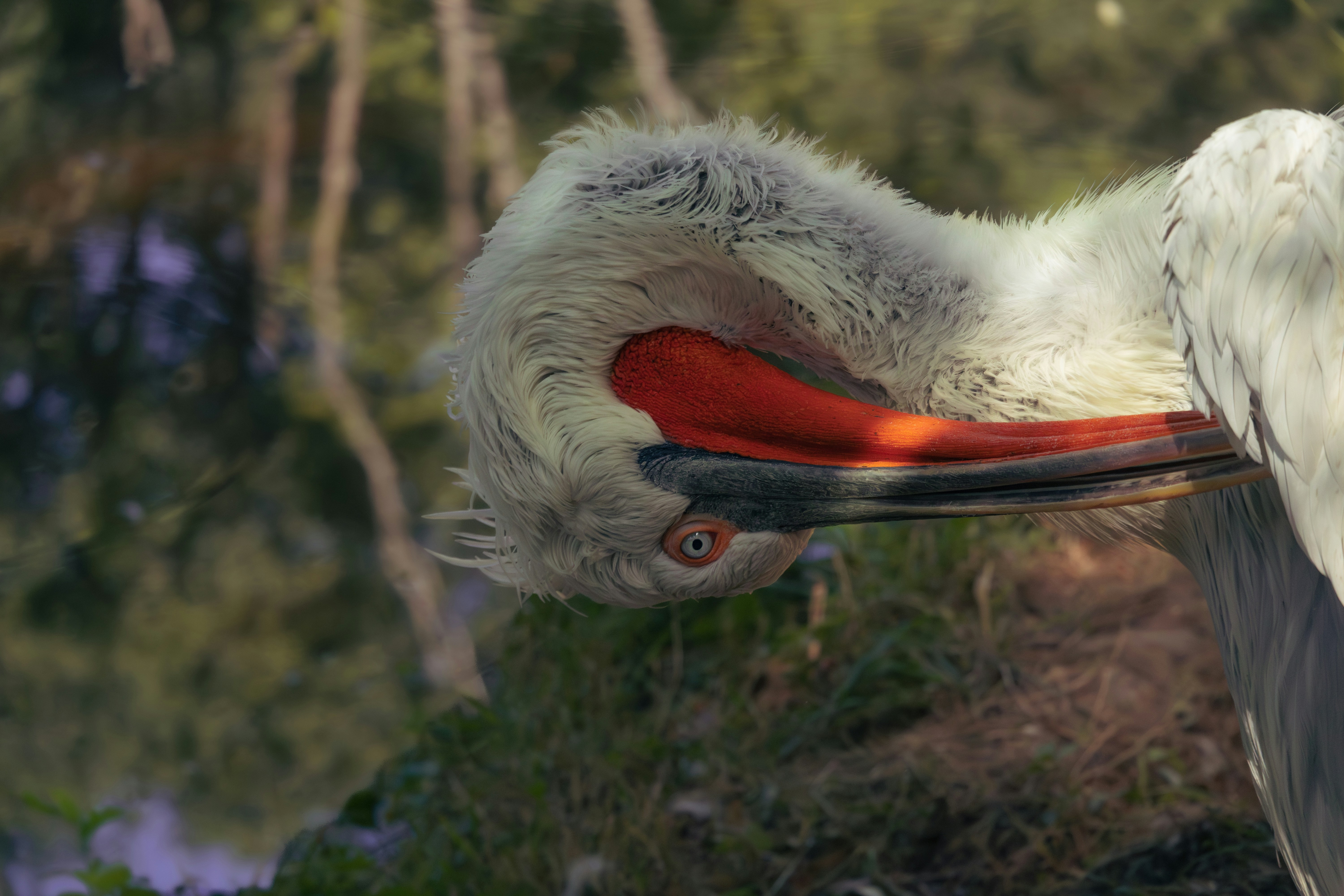Bent Portrait: The Roost of a Flaming Eye