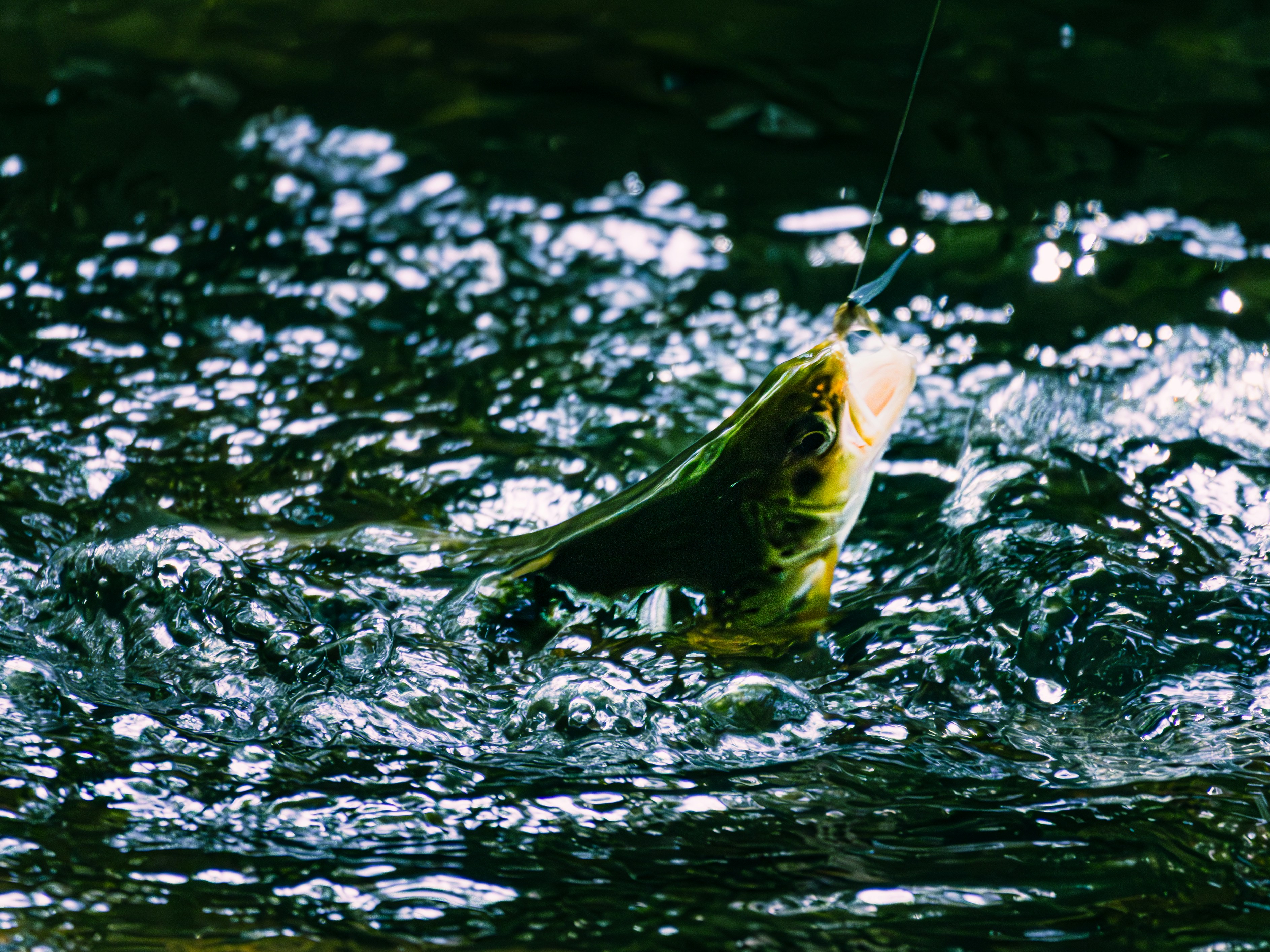 Caught in the Splash: A Fish Leaps Toward the Lure
