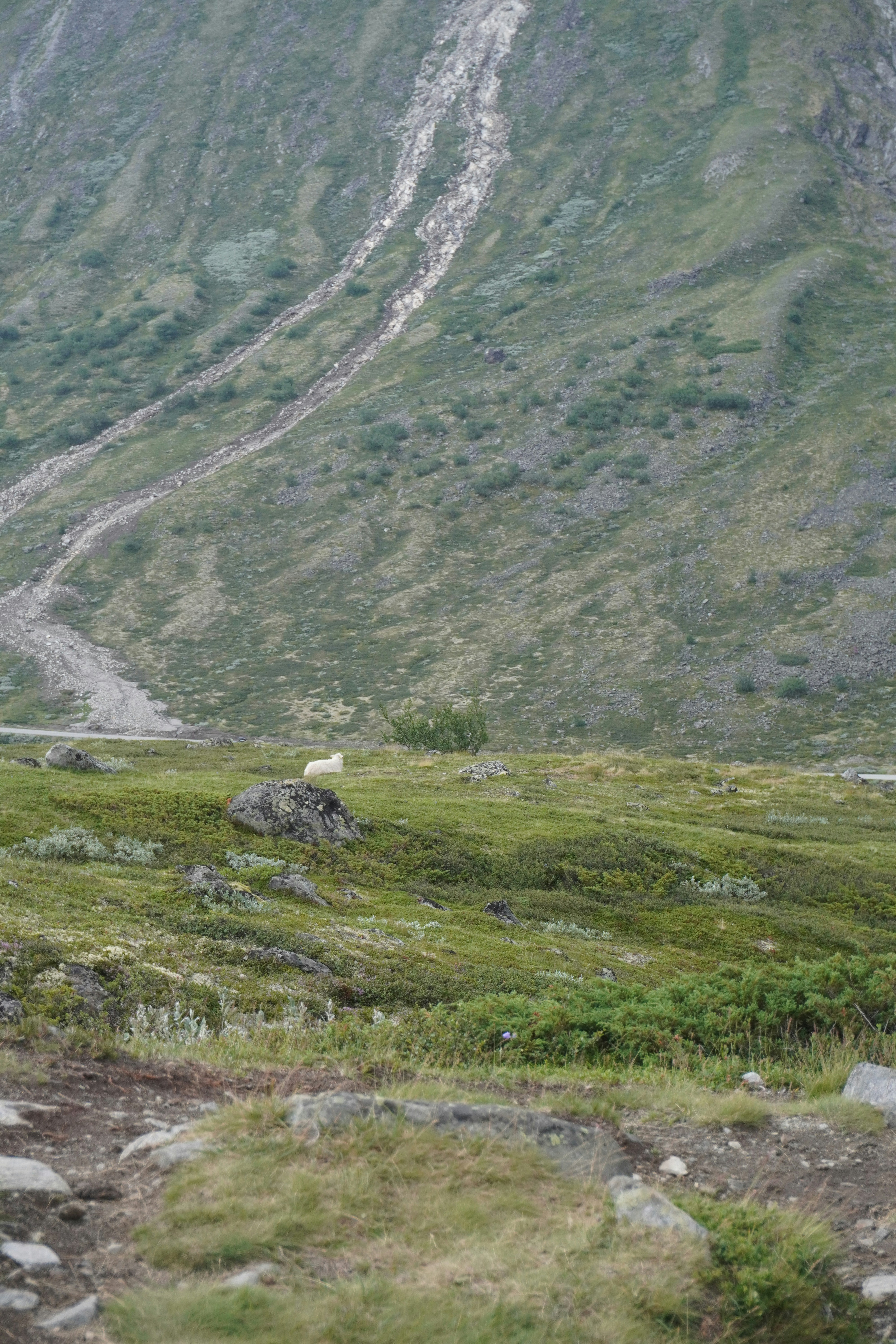Lone Sheep Among Stony Slopes Beneath a Verdant Escarpment