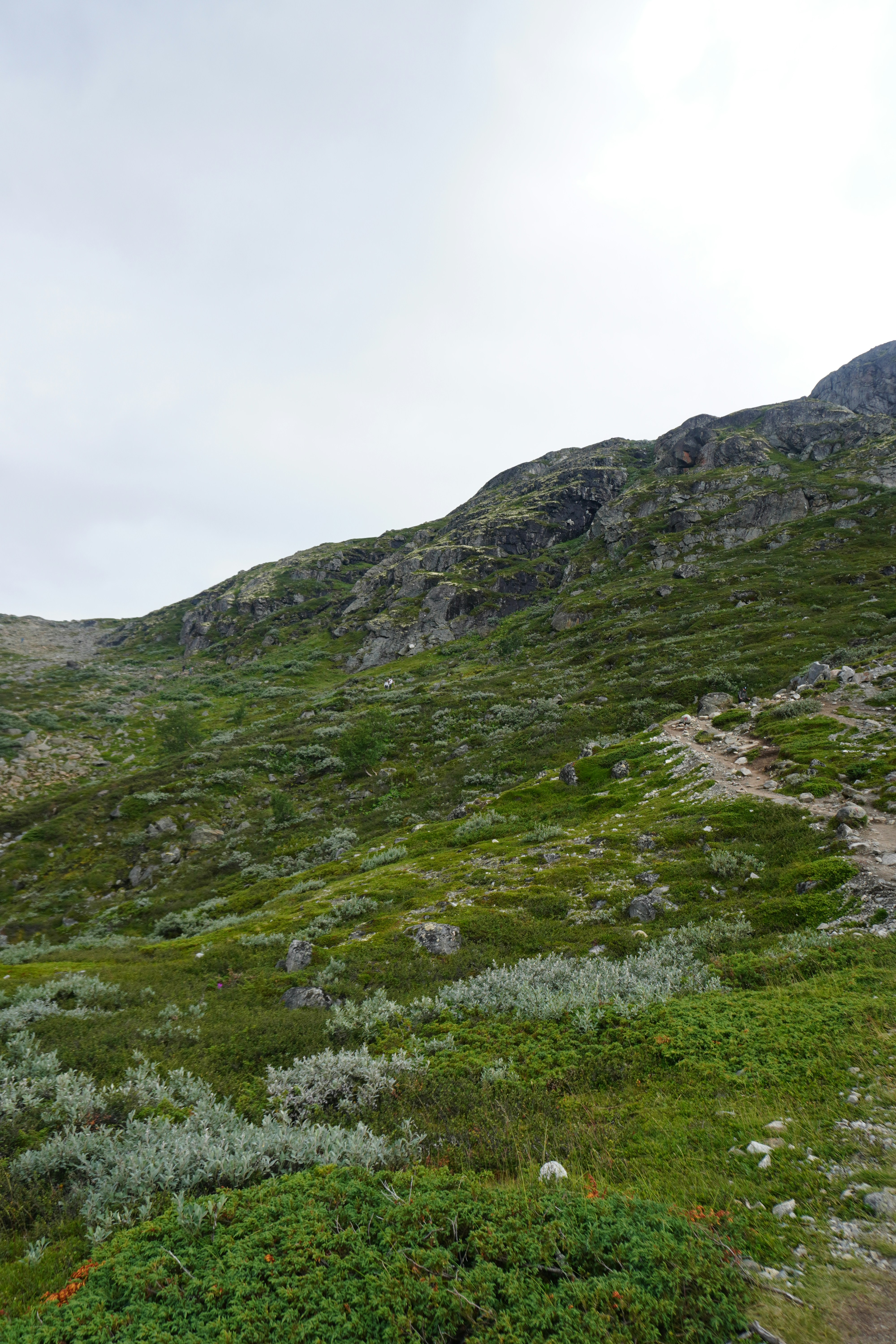 Stone Staircase to the Summit: Alpine Trail Through Green Scrub