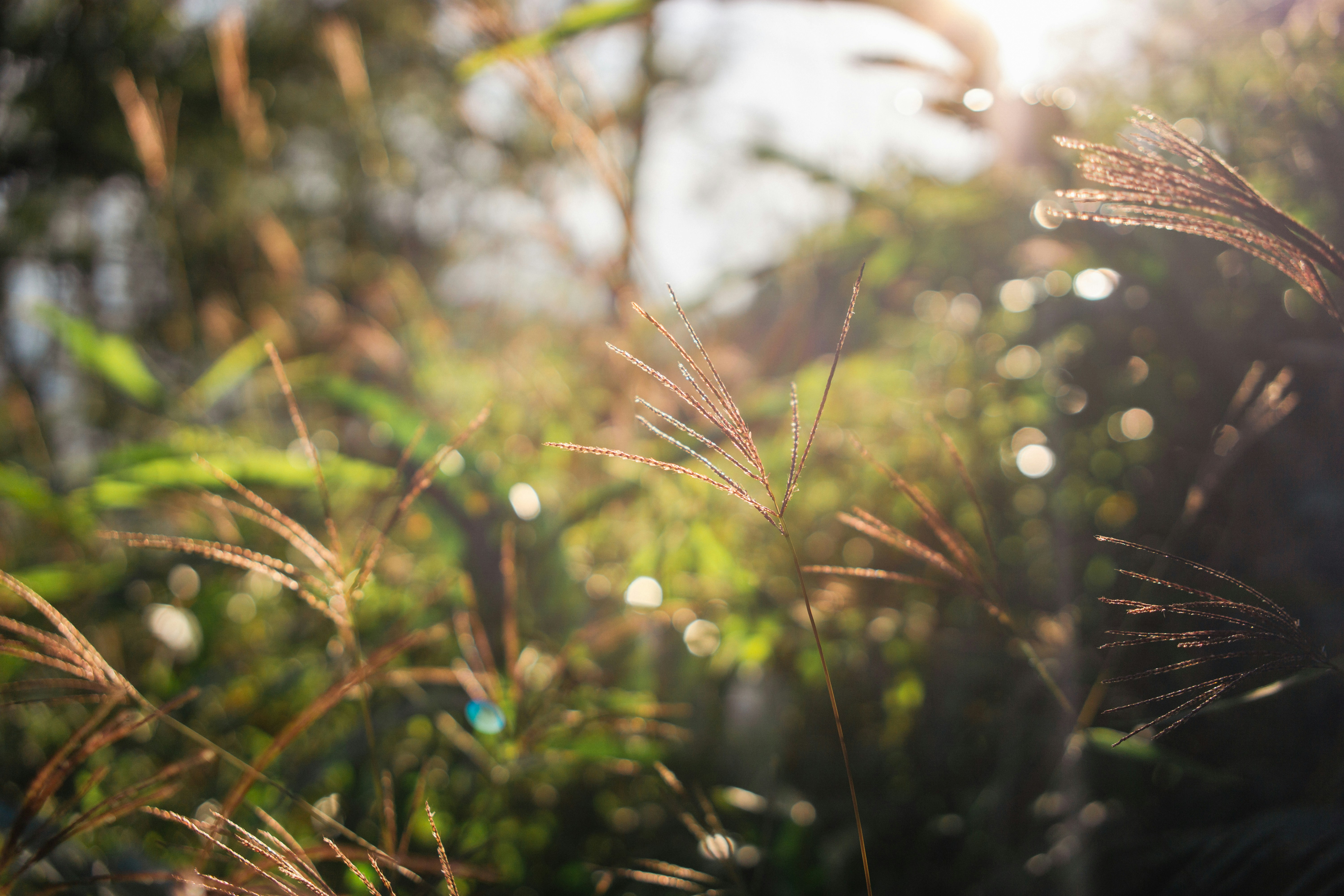 Sunlit Grass Tango: Golden Stems in Quiet Backlit Meadow