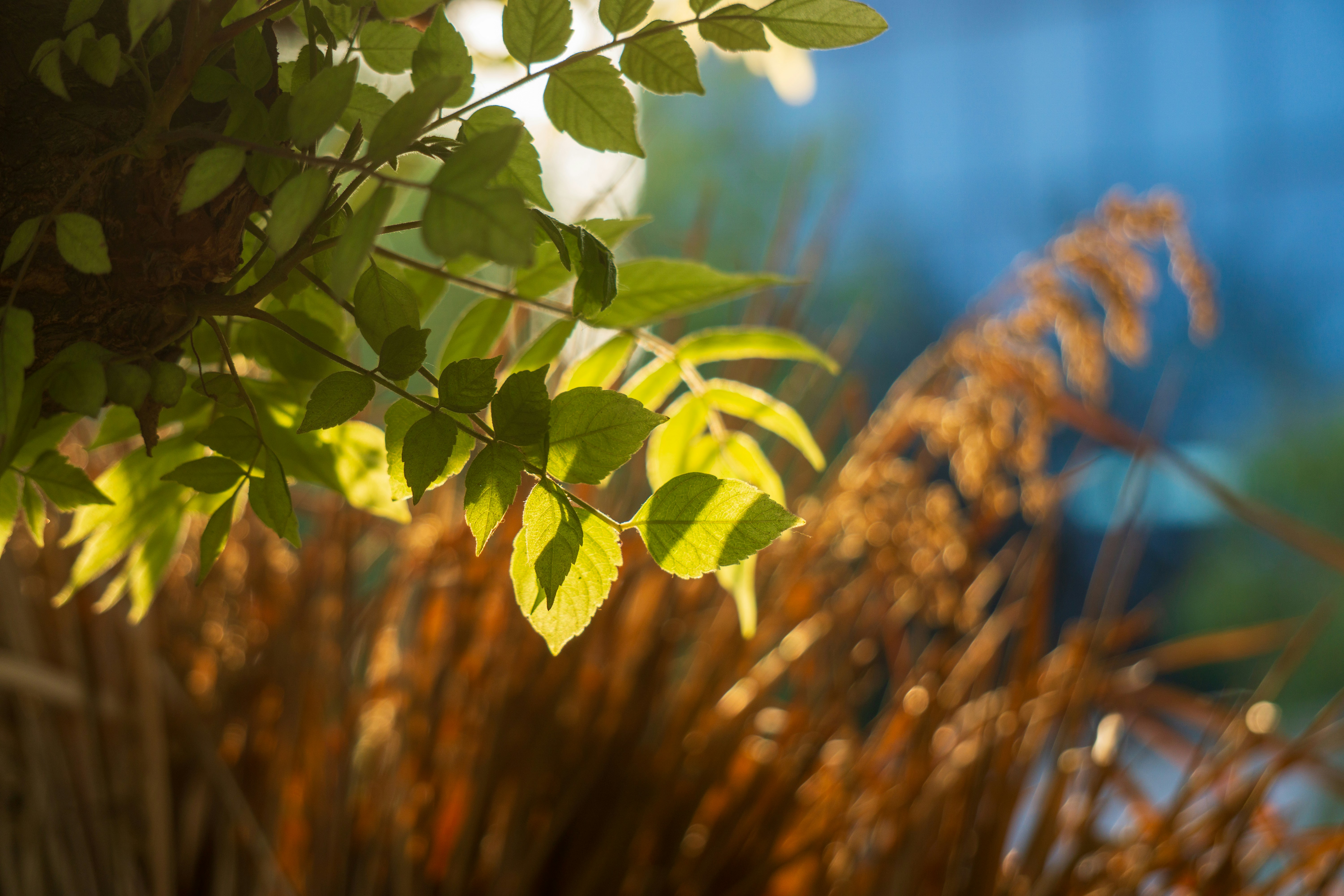 Sunlit Green Foliage Framed by Autumnal Grasses