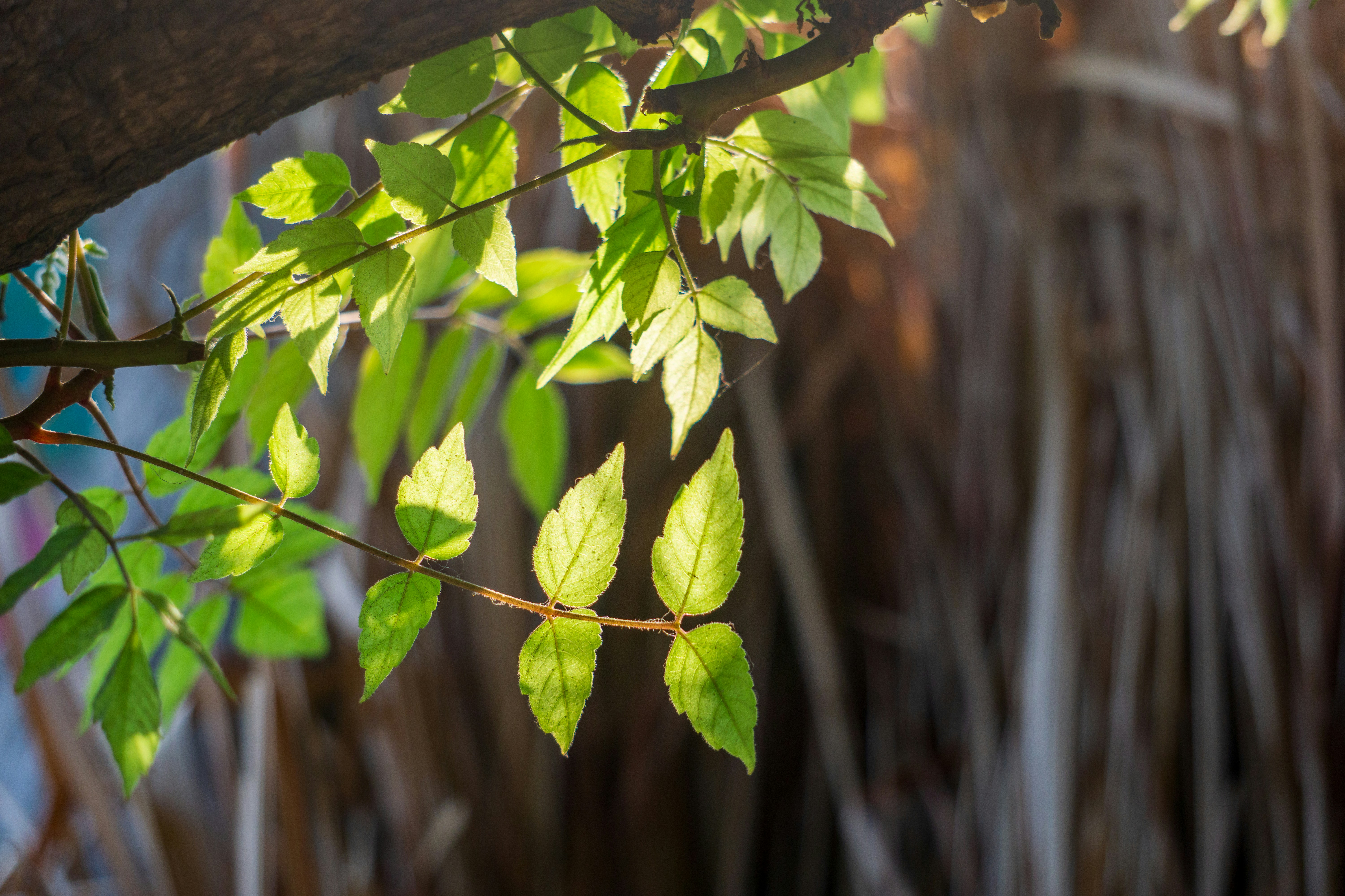 Sunlit Greenery: A Tender Branch in Focus