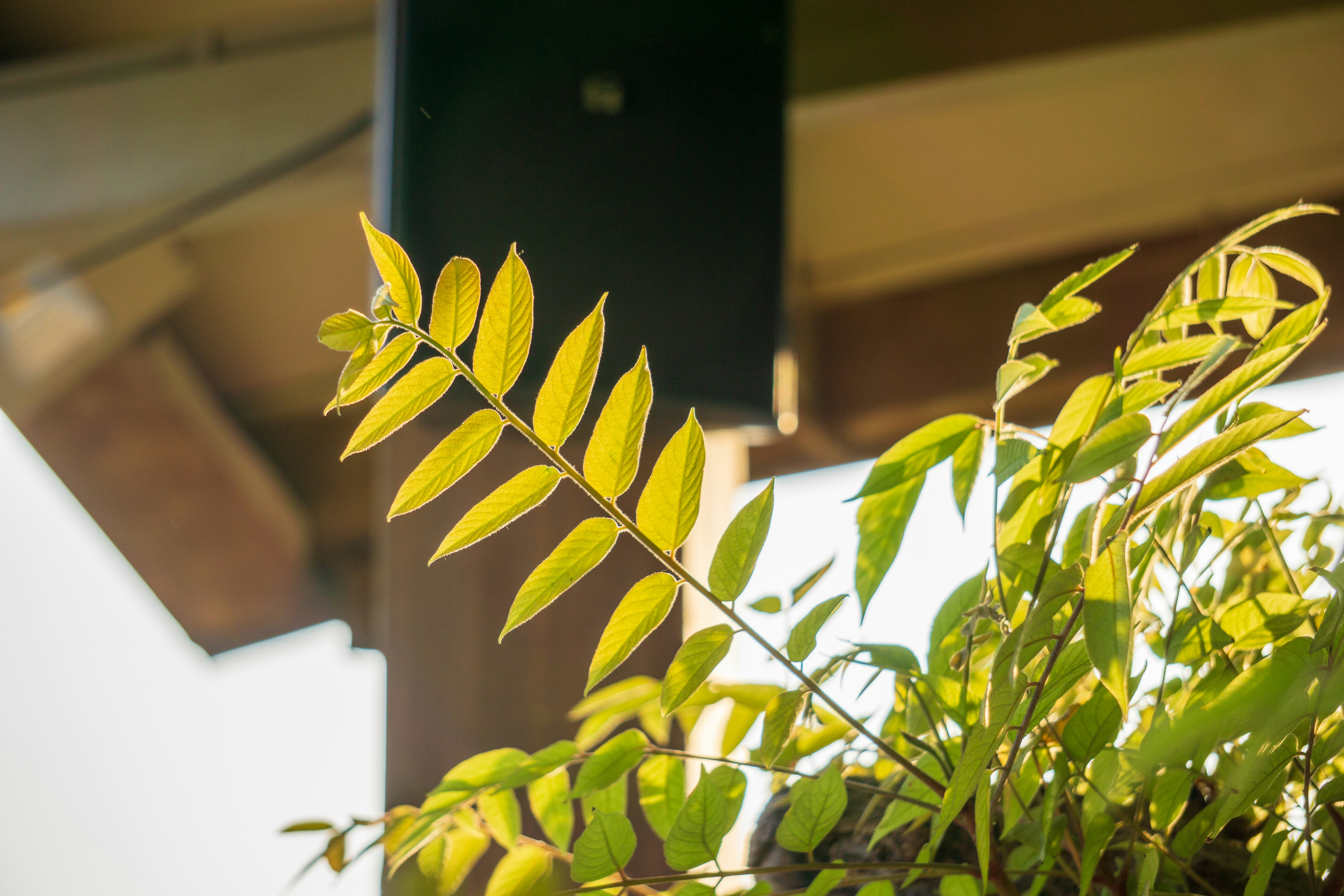 Sunlit Ferns Reaching Toward the Roof Light