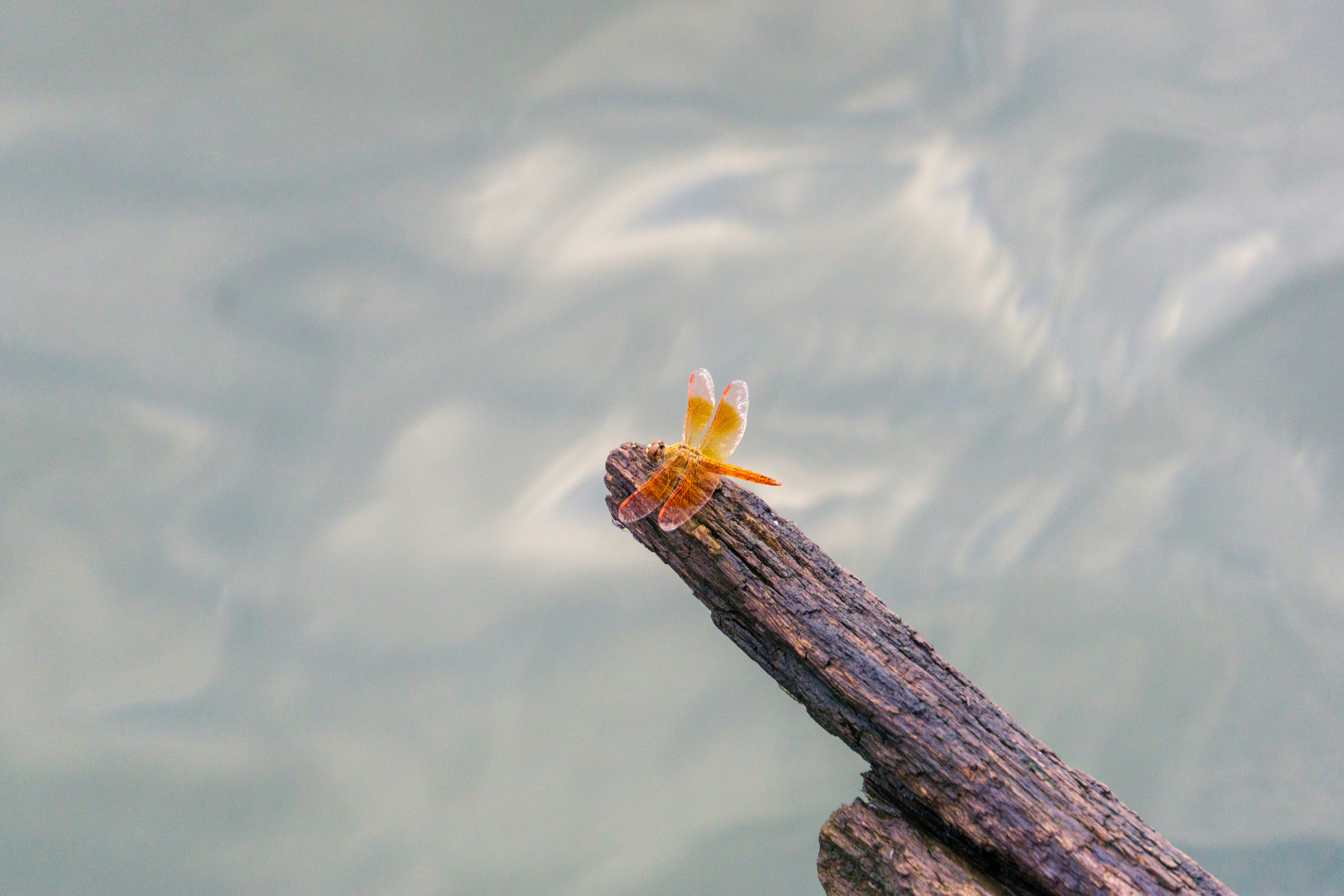 Tiny Dragon on a Weathered Twig Over Quiet Water
