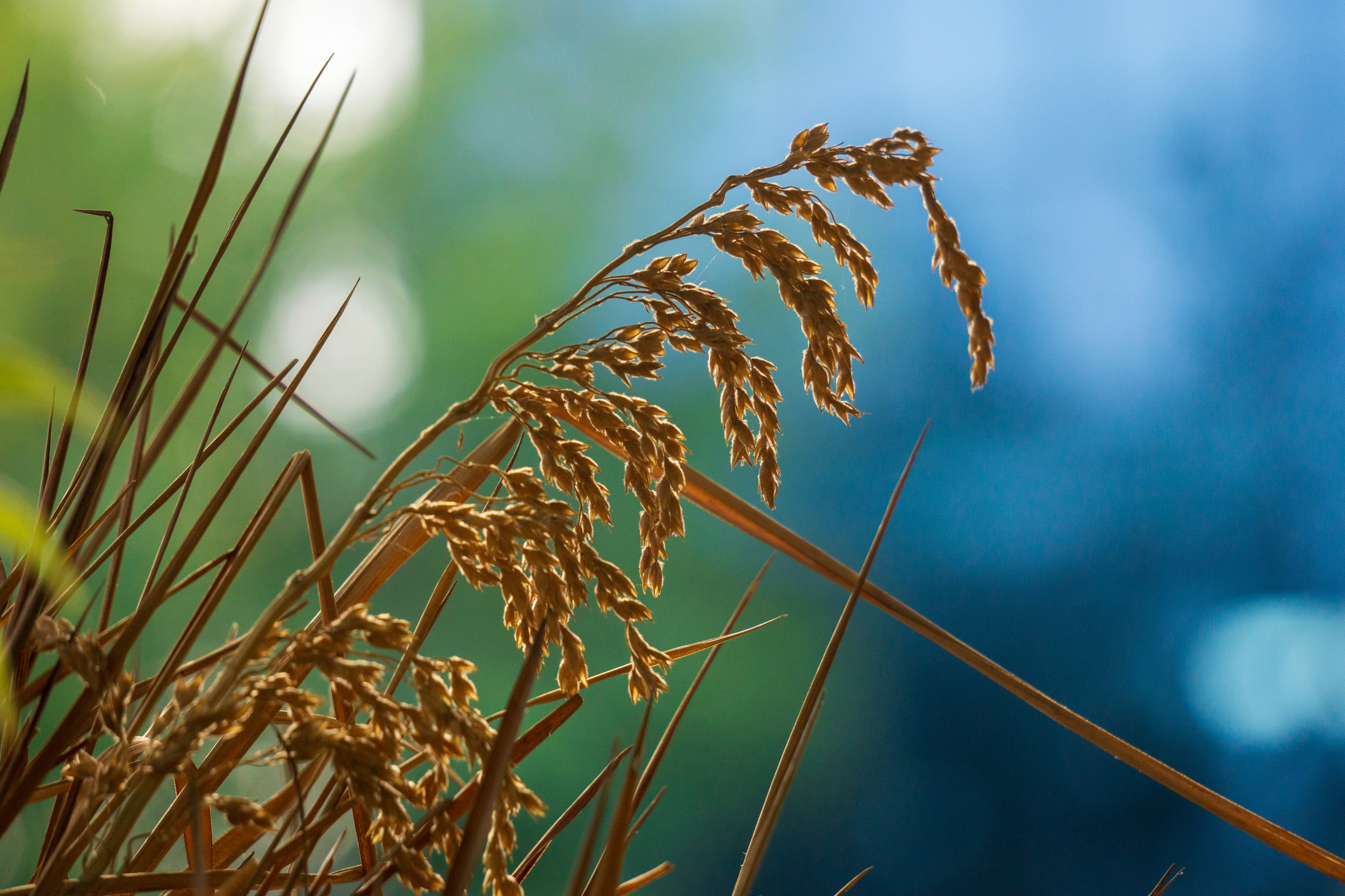 Golden Grass Against a Cooling Blue Blur