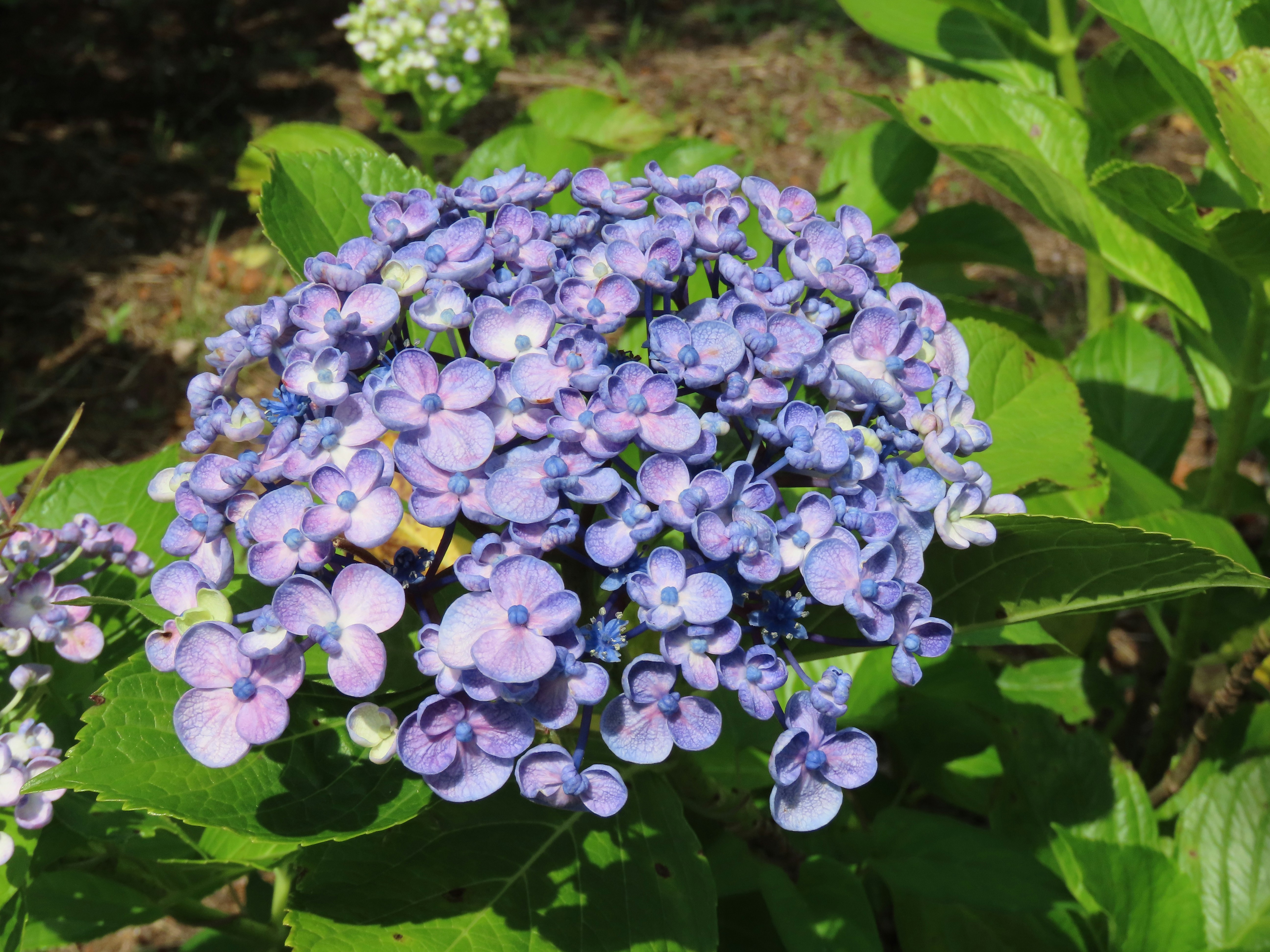 Pastel Hydrangea Cloud: a sunlit bloom in garden green