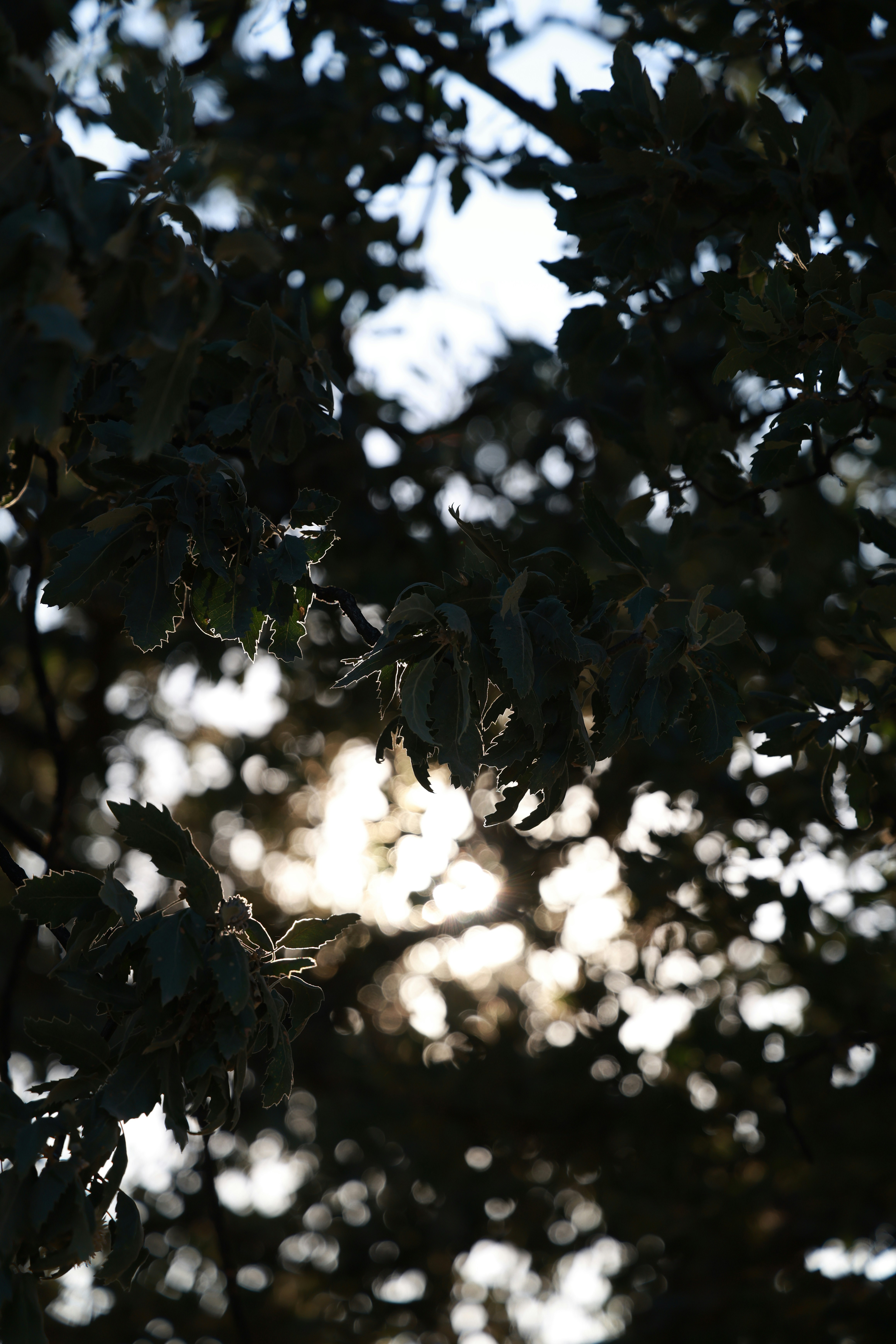 Backlit Foliage at Dusk: Silver Edge Highlights on Leaves