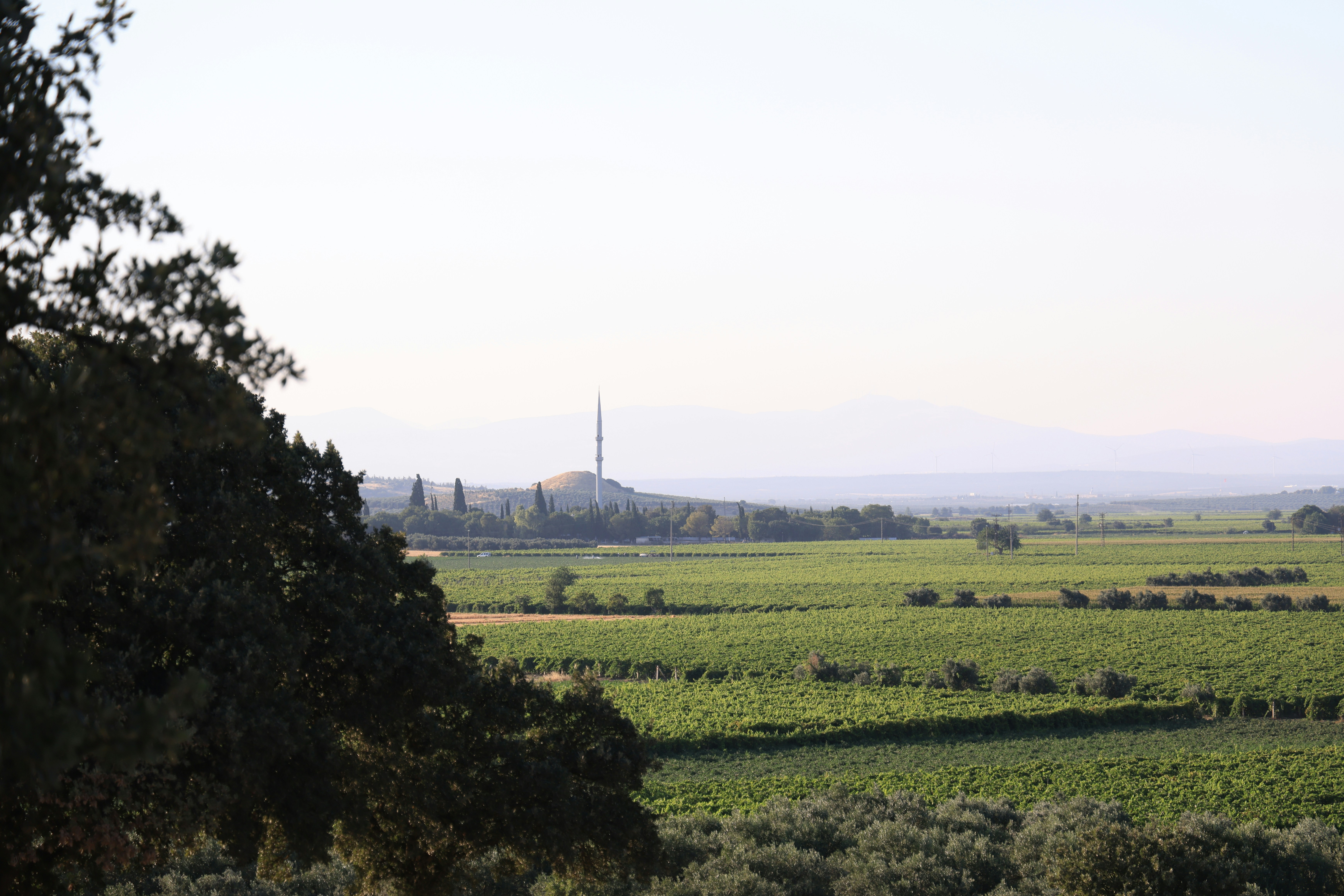 A distant spire rises above lush vineyards
