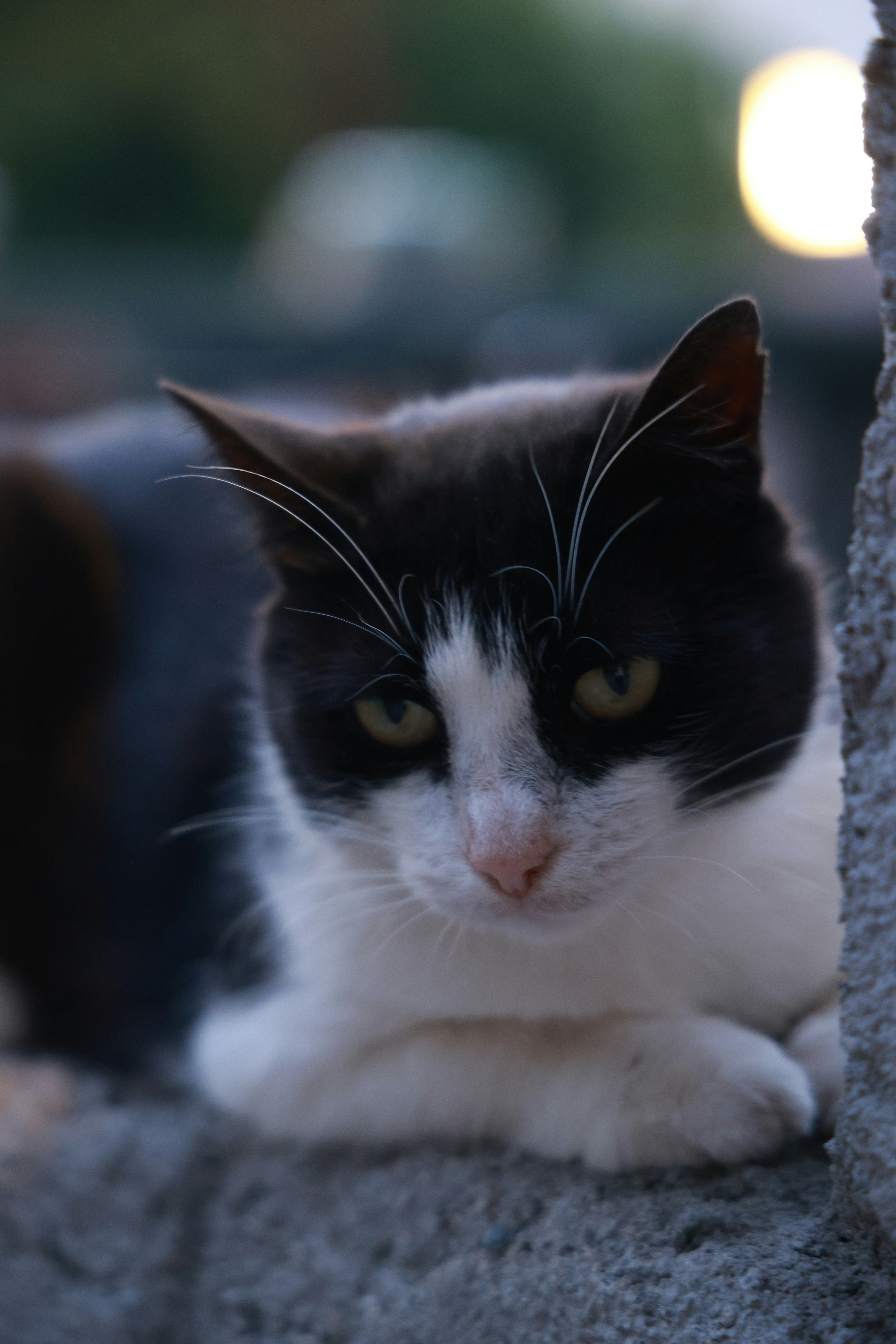 Close-Up of a Curious Black-White Cat Resting on a Concrete Edge