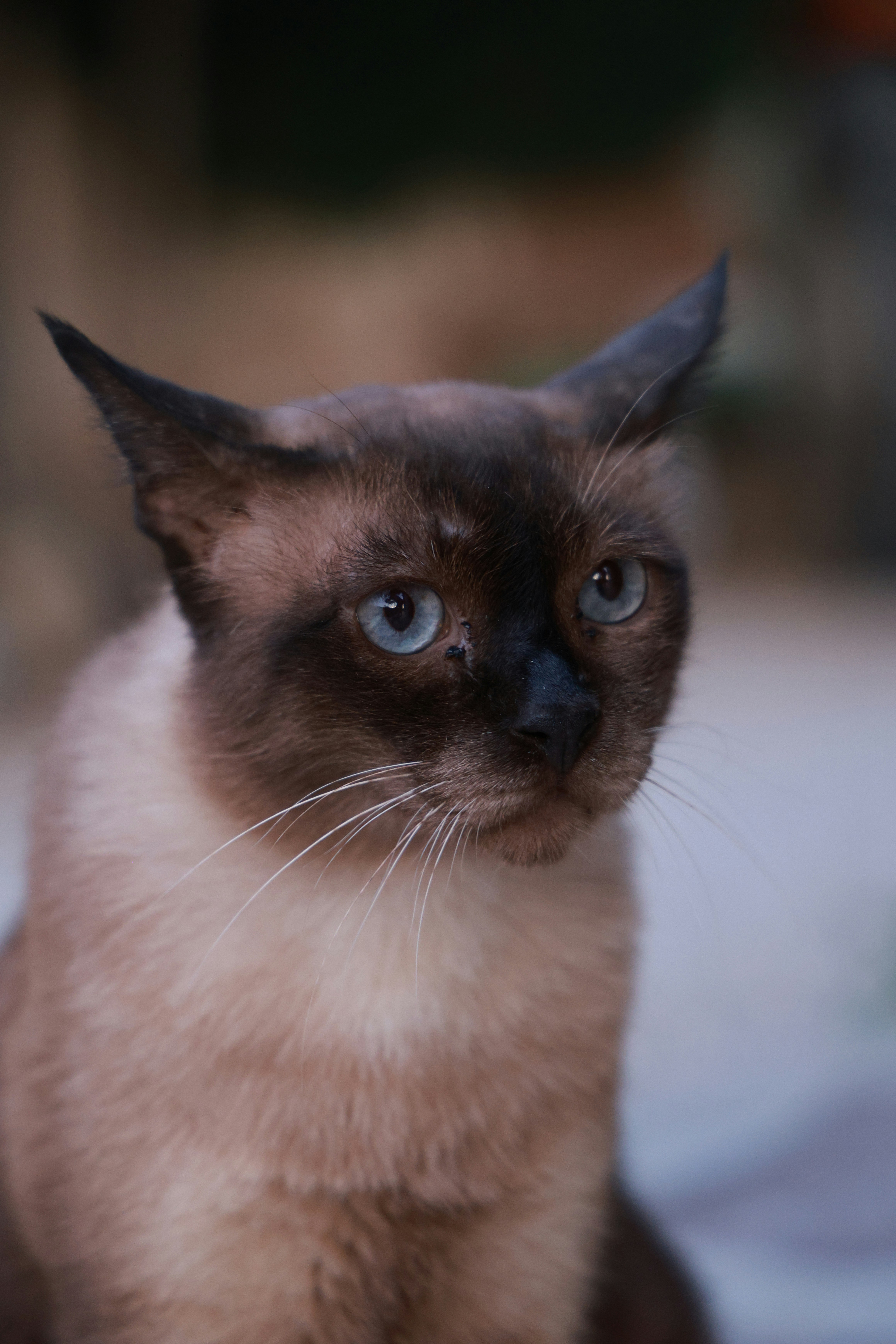 Azure Gaze: Siamese Portrait in Soft Focus