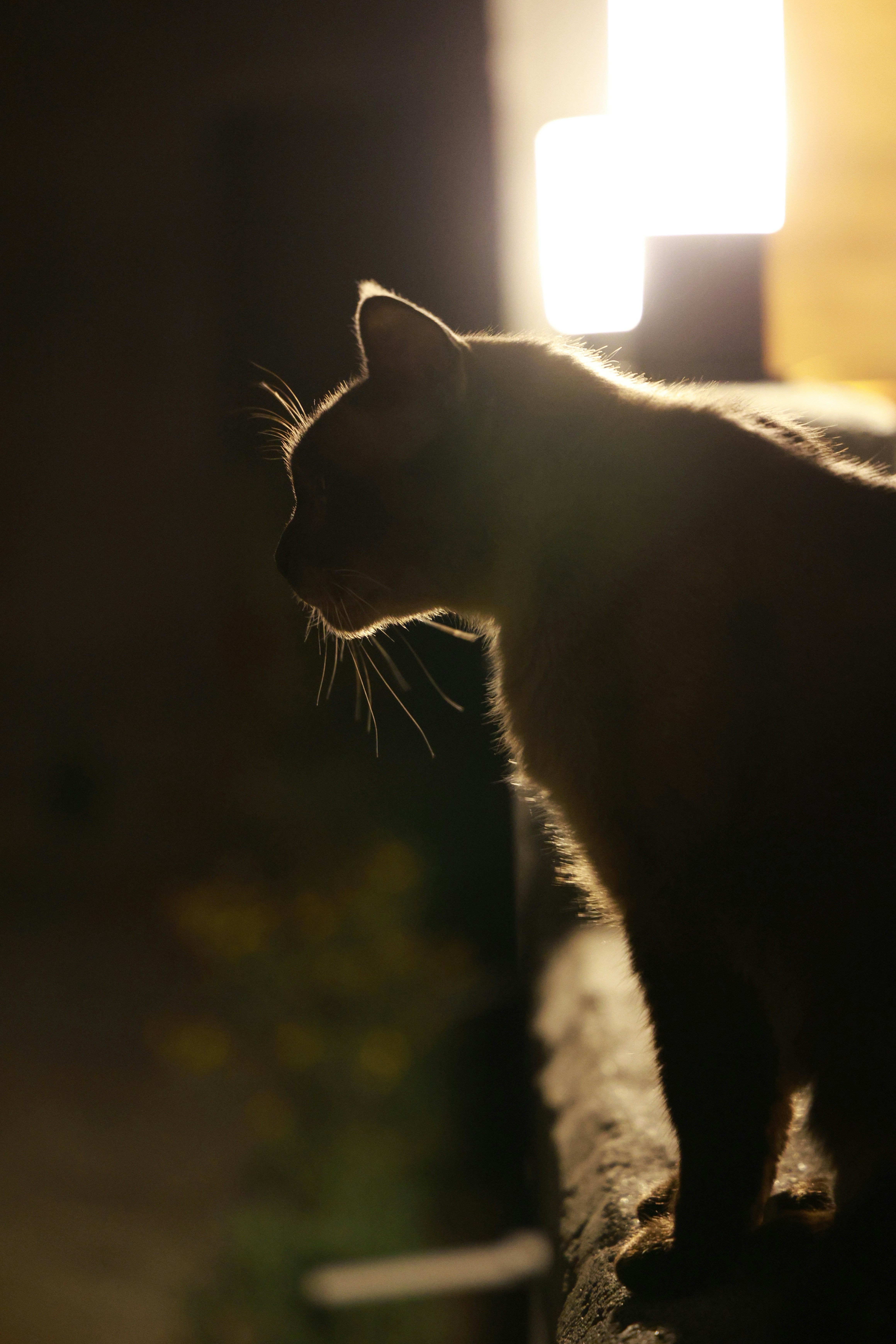 Backlit silhouette of a cat studies the golden hour glow