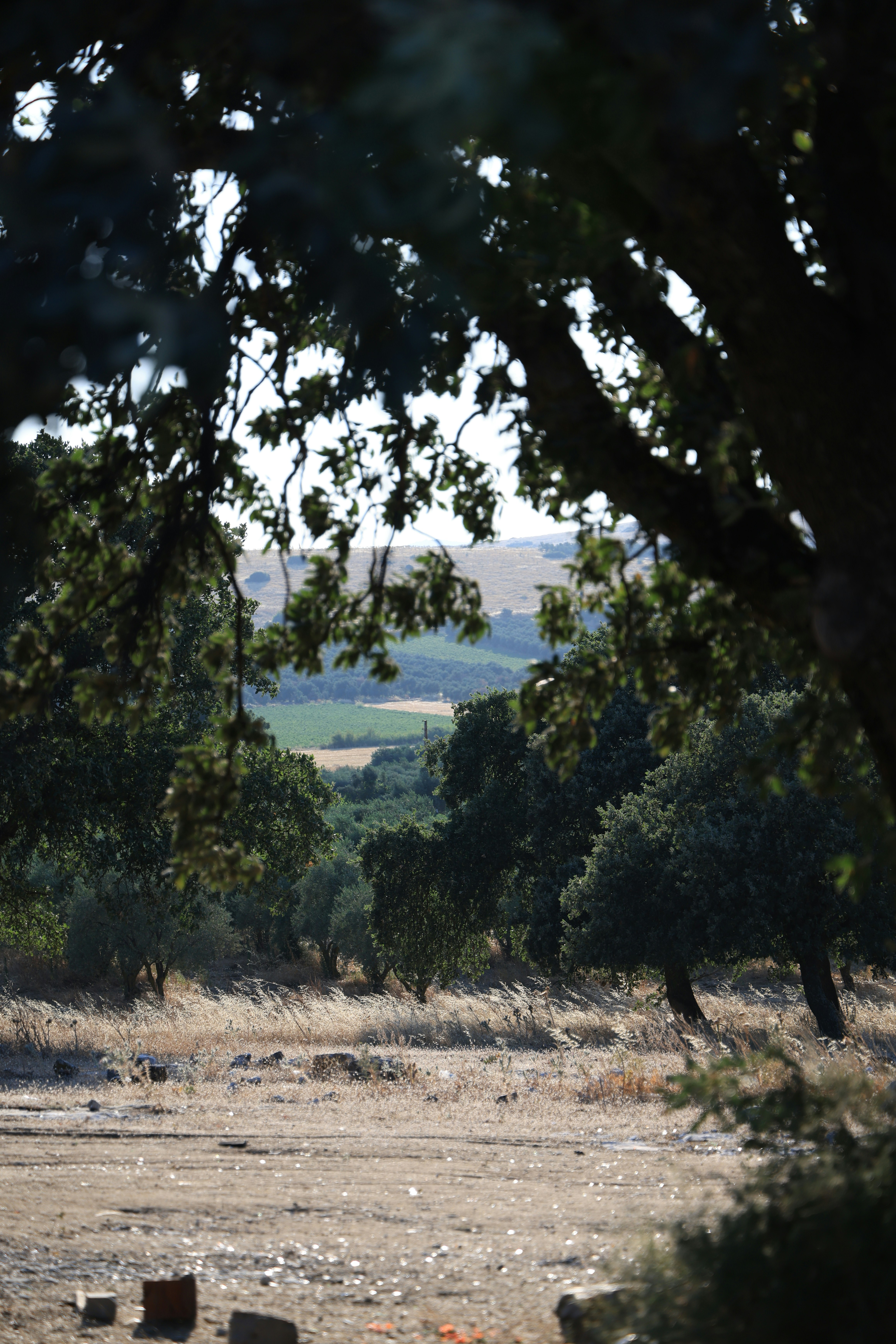 Distant valley seen through overhanging tree branches with sunlit field and scattered shrubs in the foreground. A natural landscape shot highlighting depth and perspective.