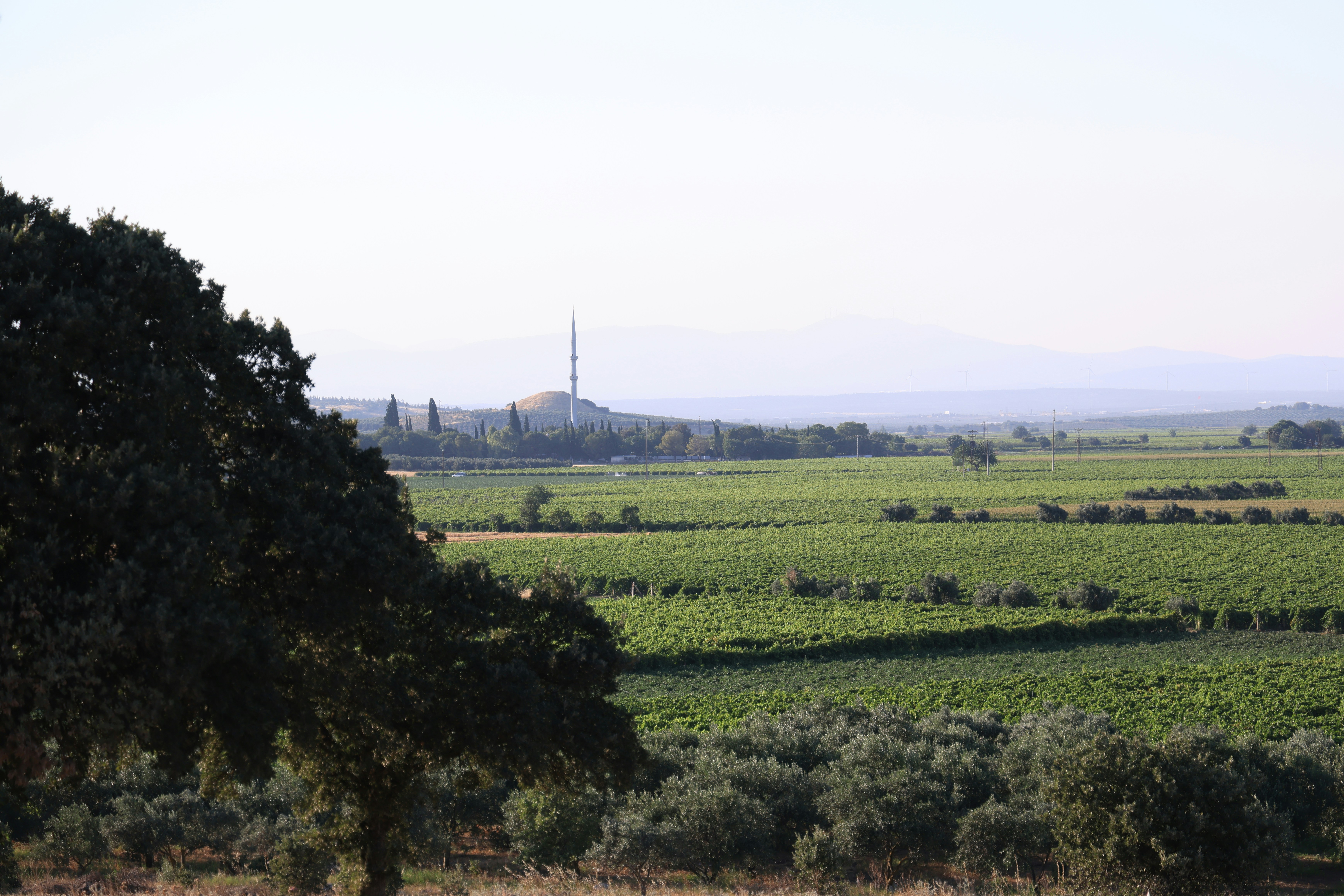 Vast Vineyard Quietude with Distant Spire