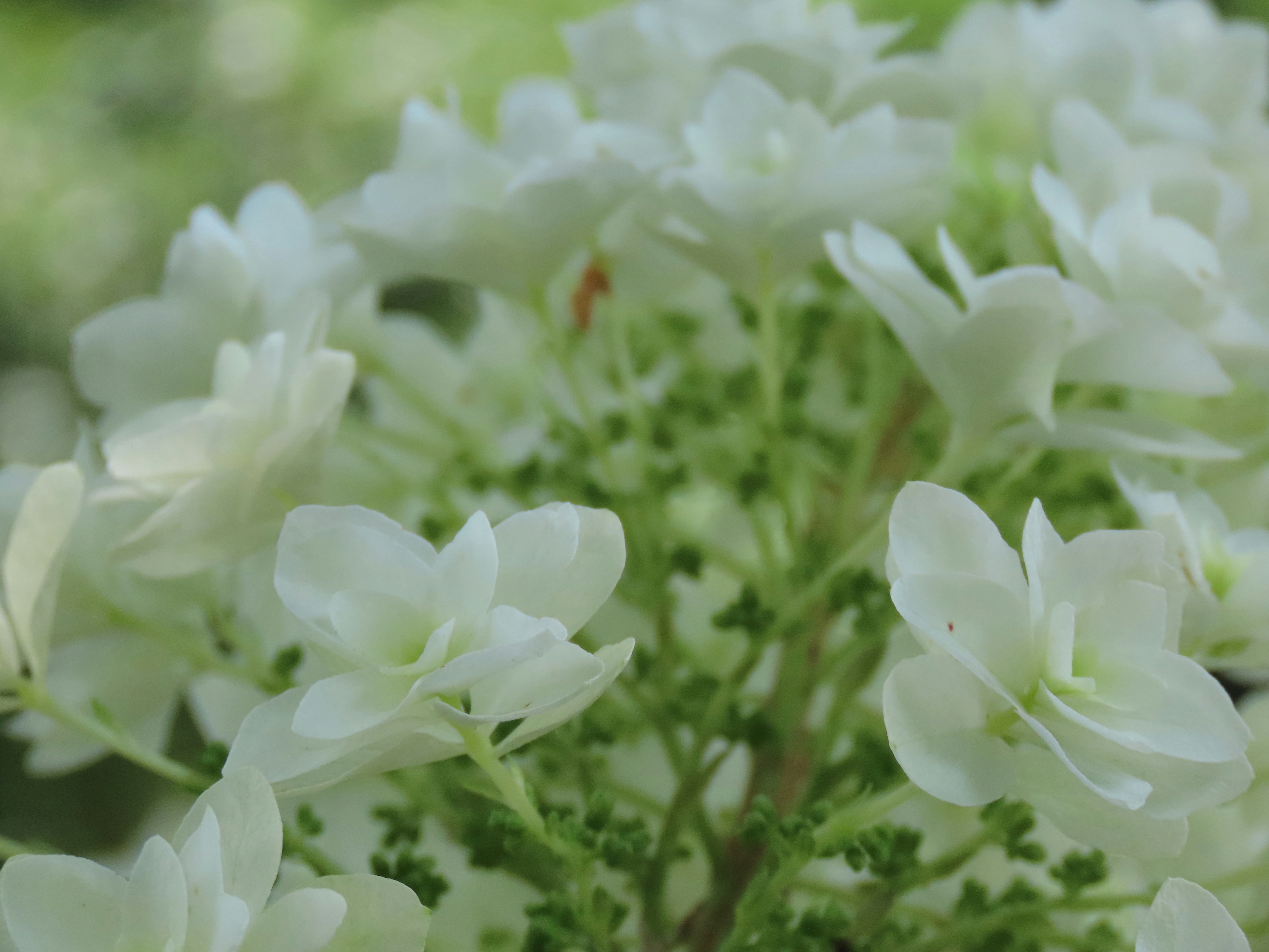Soft Choir of White Hydrangea Blooms in Gentle Green Light