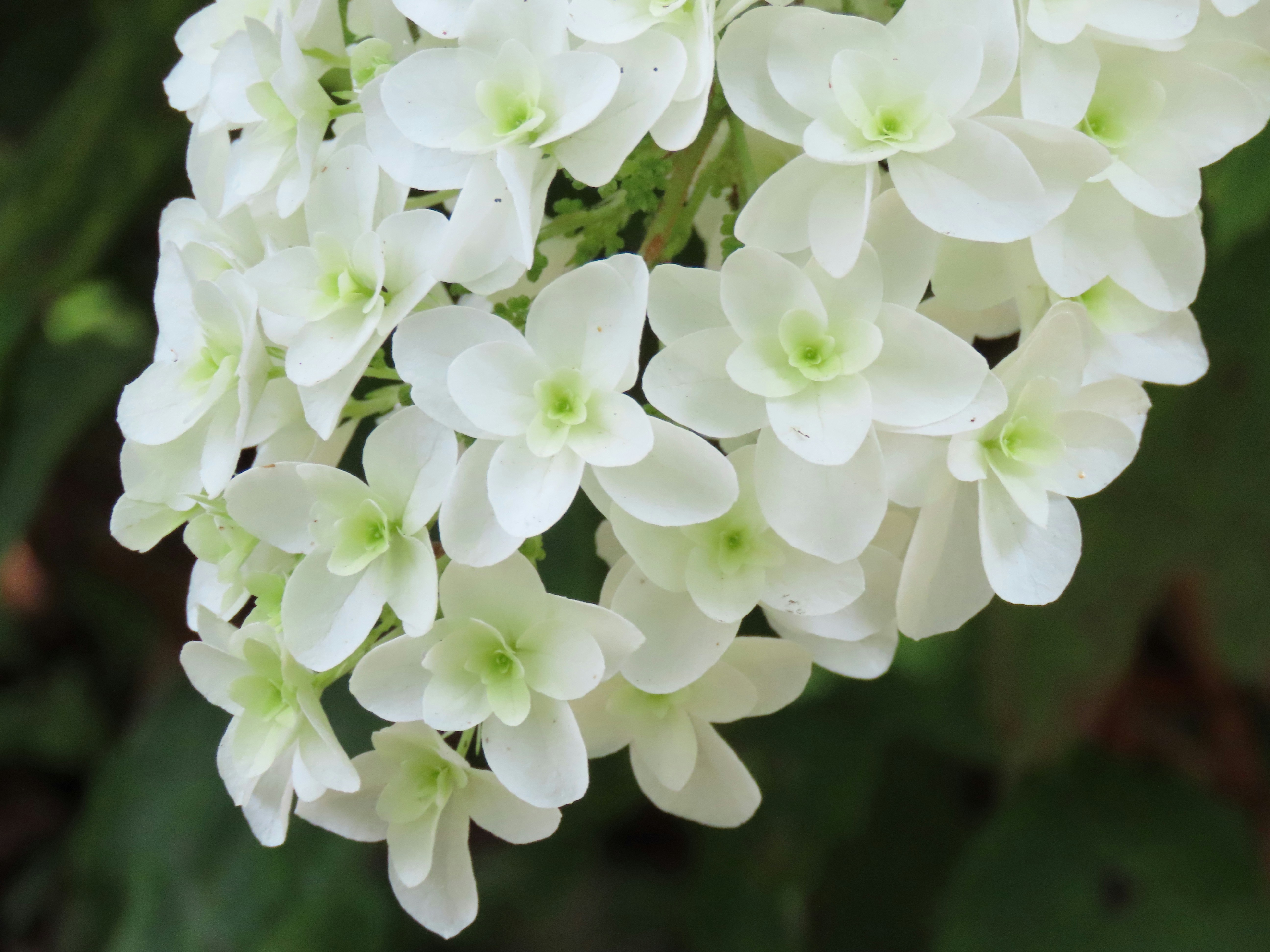 Soft White Hydrangea Cluster in Gentle Shade