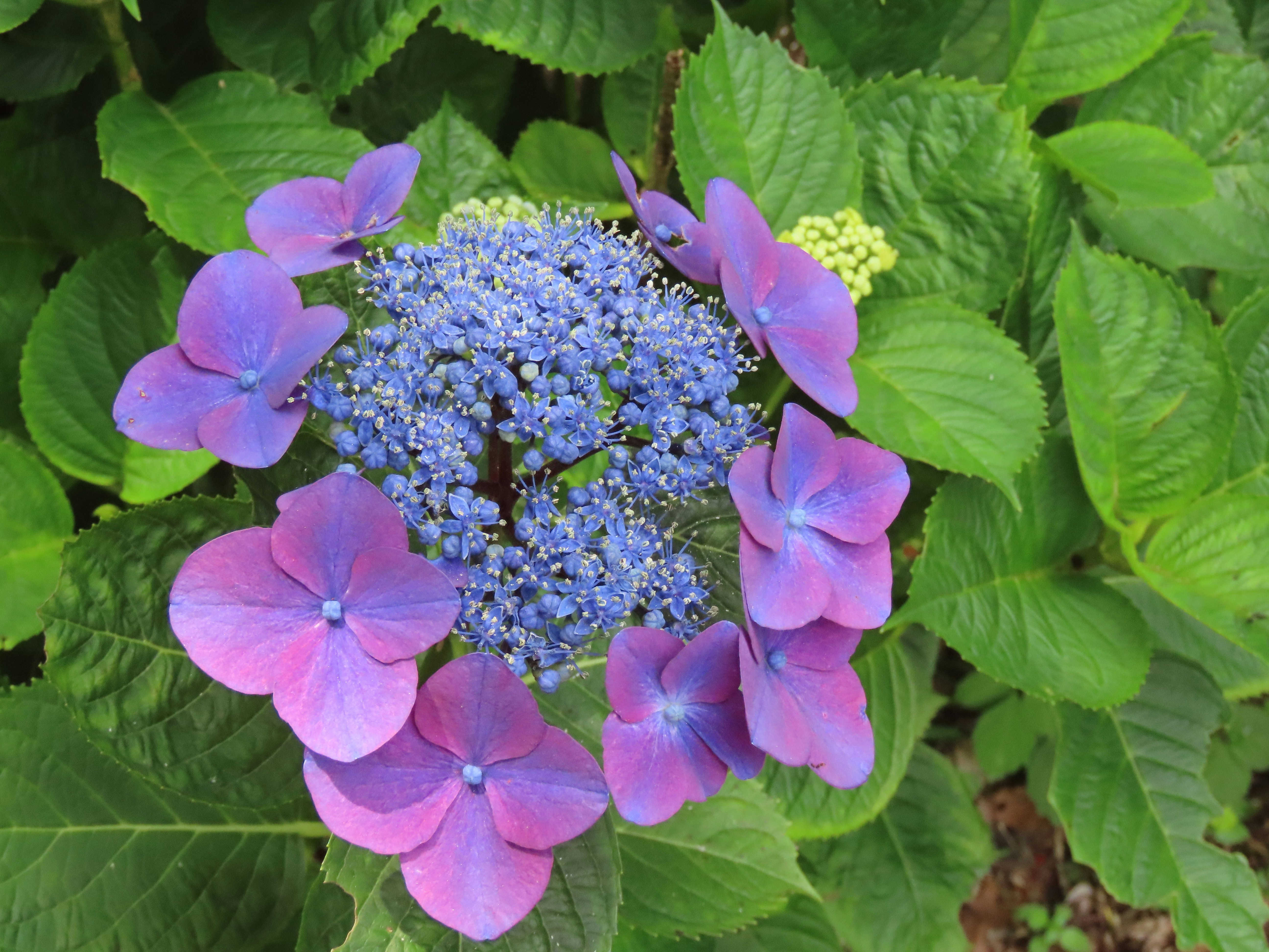 Blue lace bloom: a close-up of purple hydrangea surrounded by green leaves