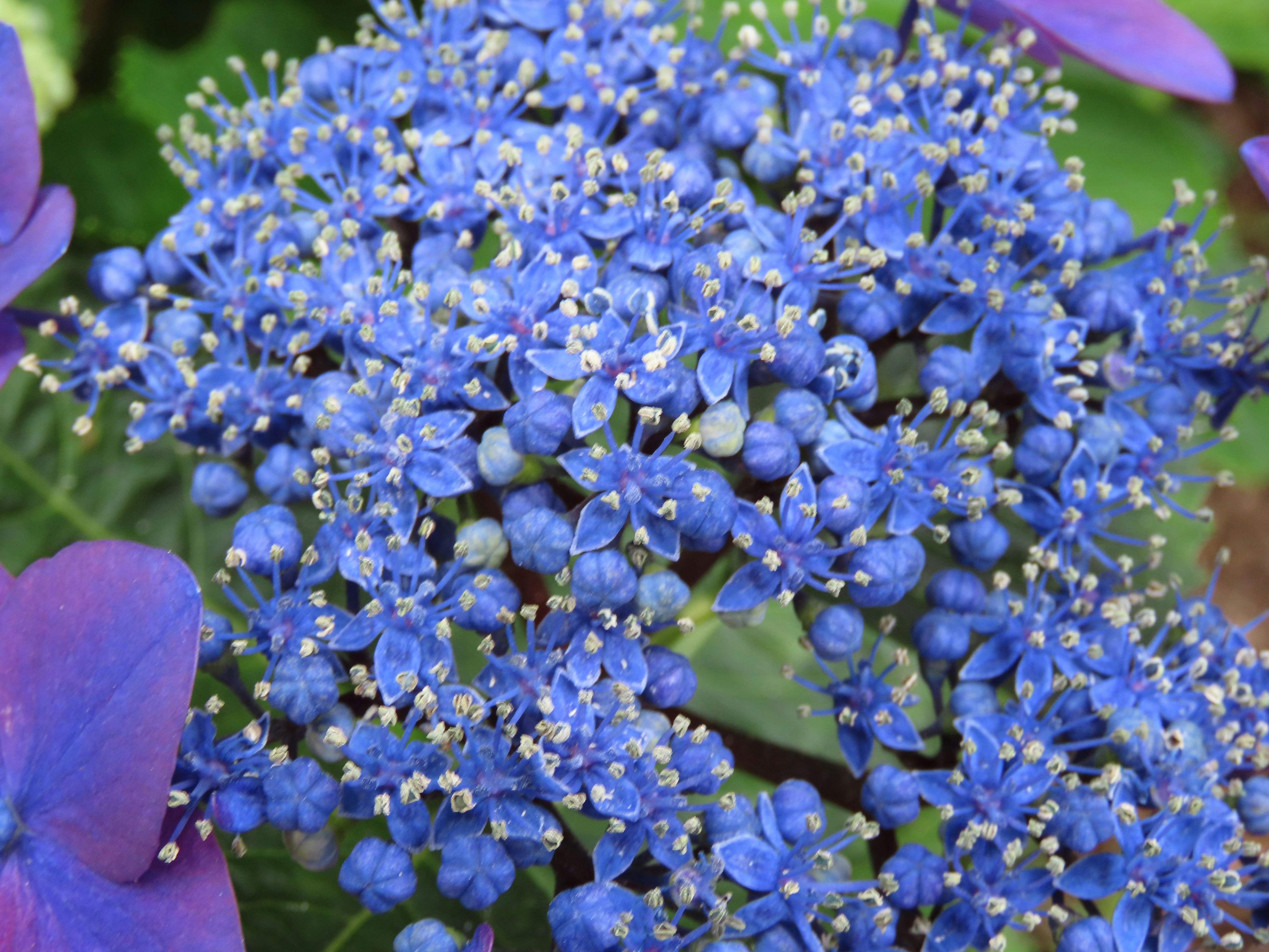 Blue Lacecap Symphony: Close-Up of Floral Cascade