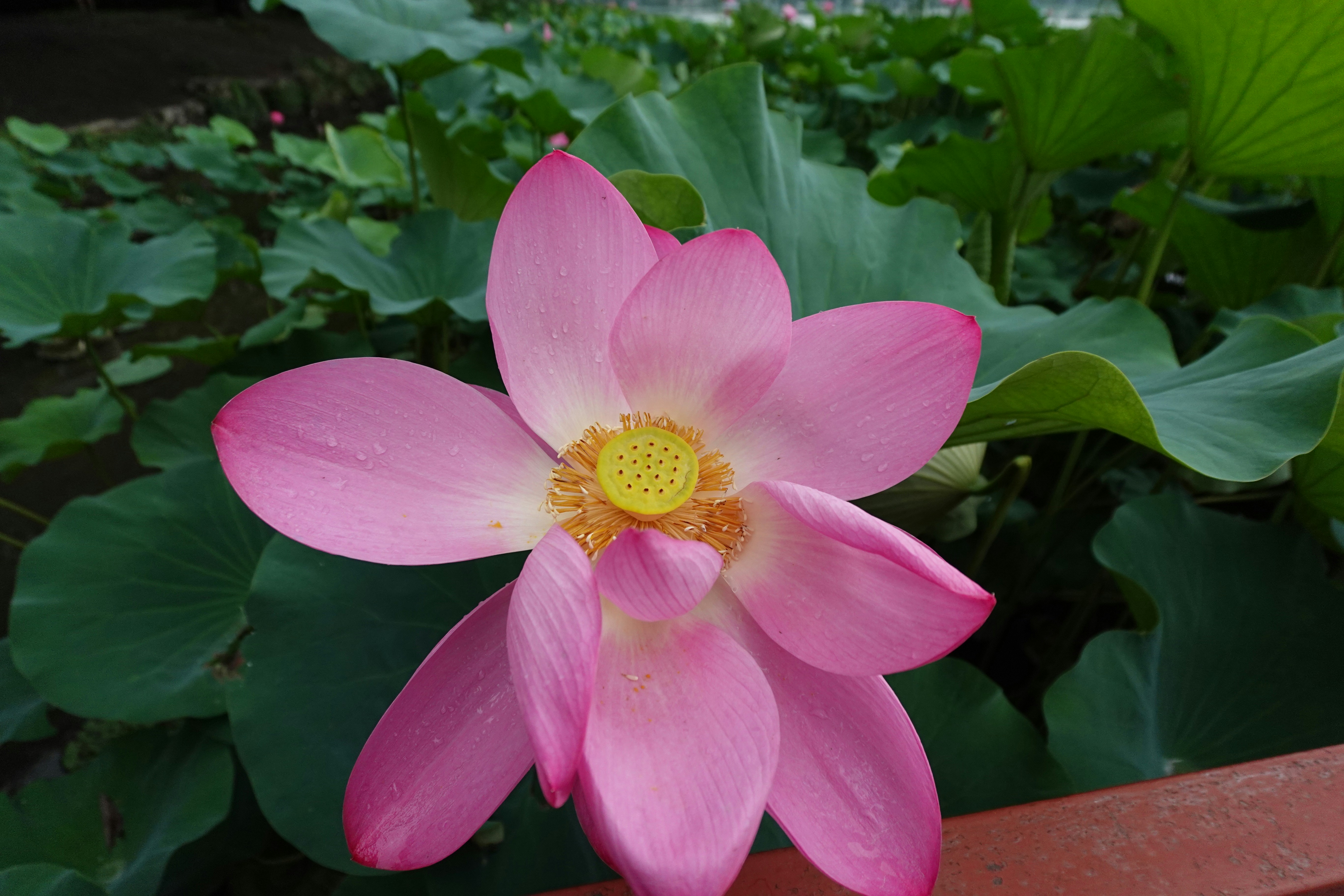 Pink Lotus Spotlight: centered blossom with surrounding lush greenery