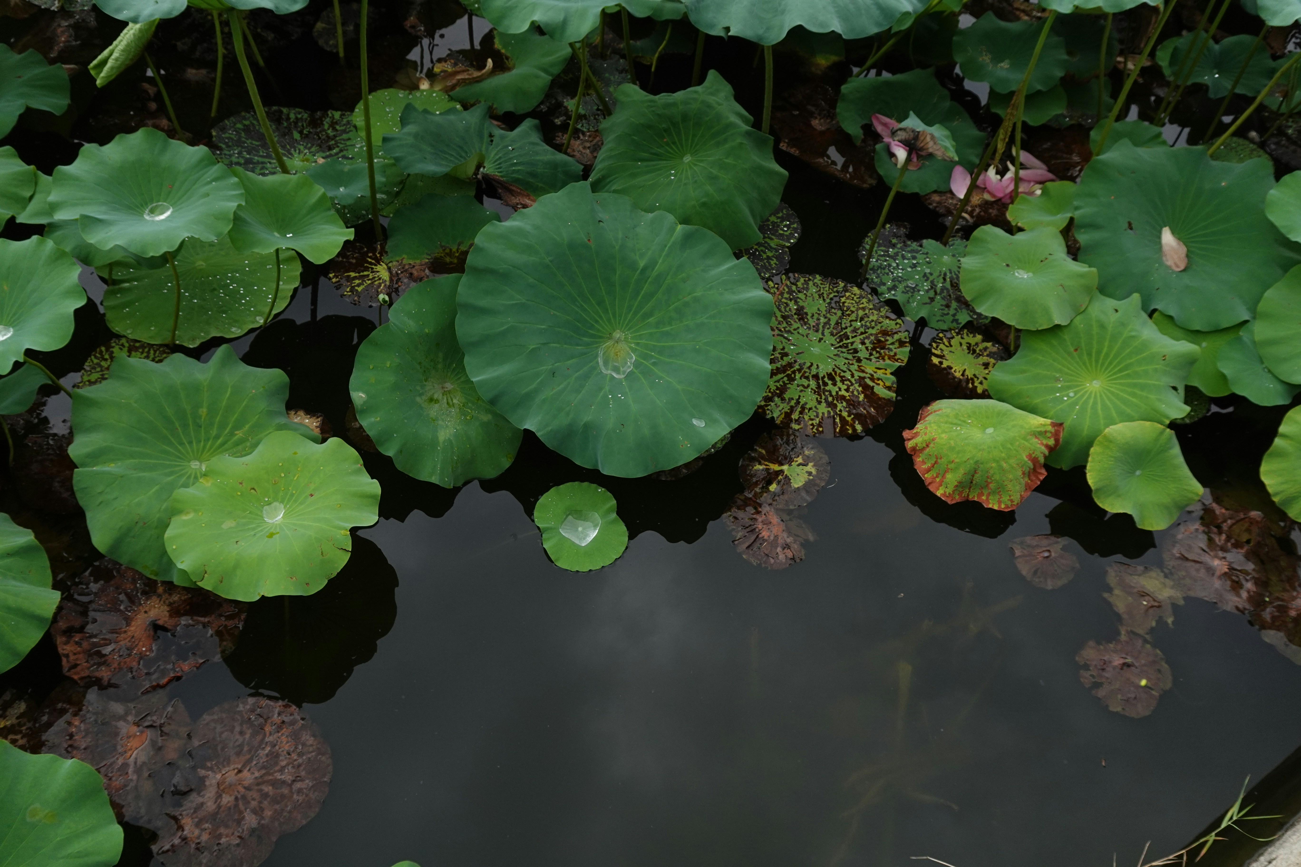 Luminous Pond: Green Mats and Mirror Sky
