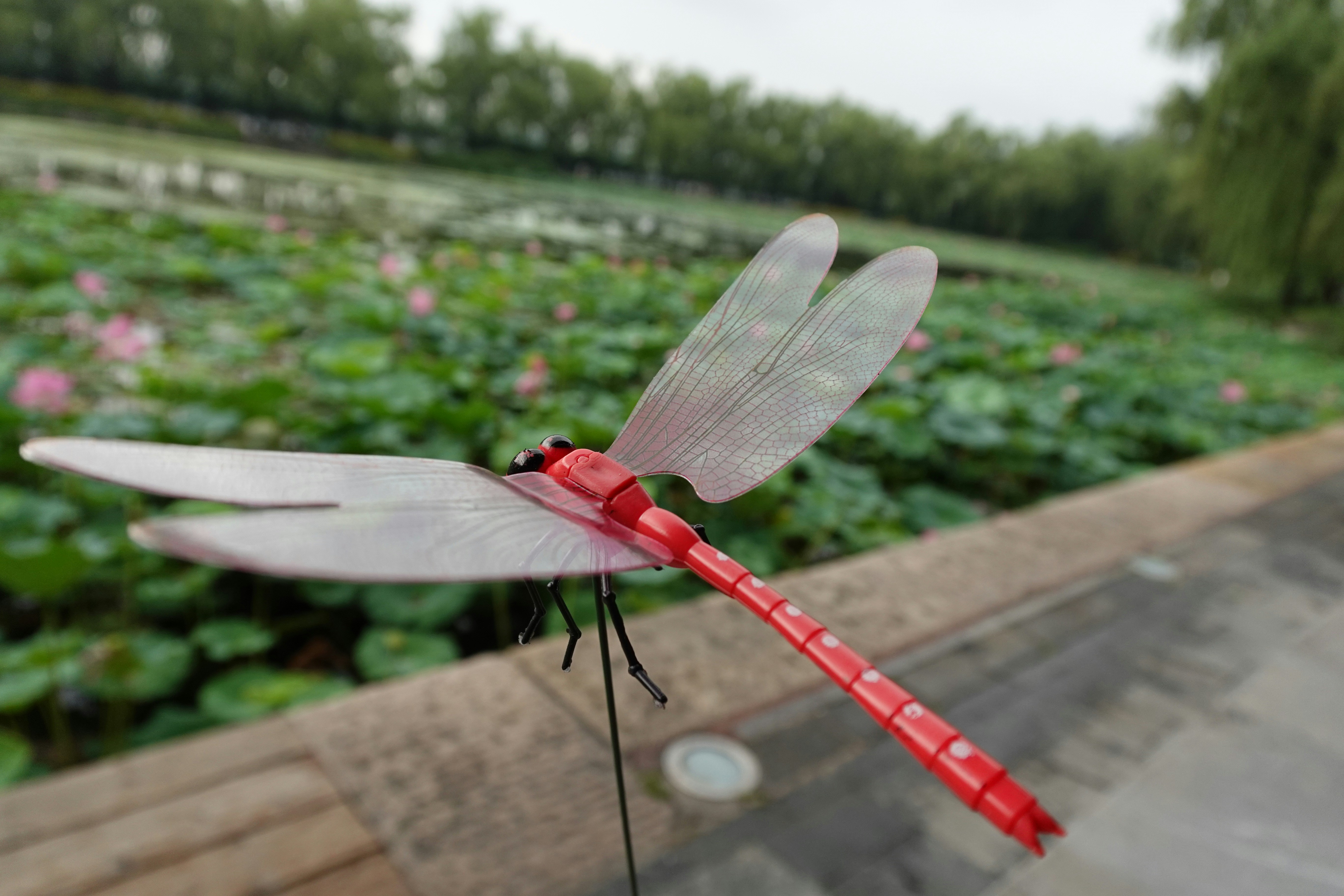 Crimson Dragonfly on a Red Rail