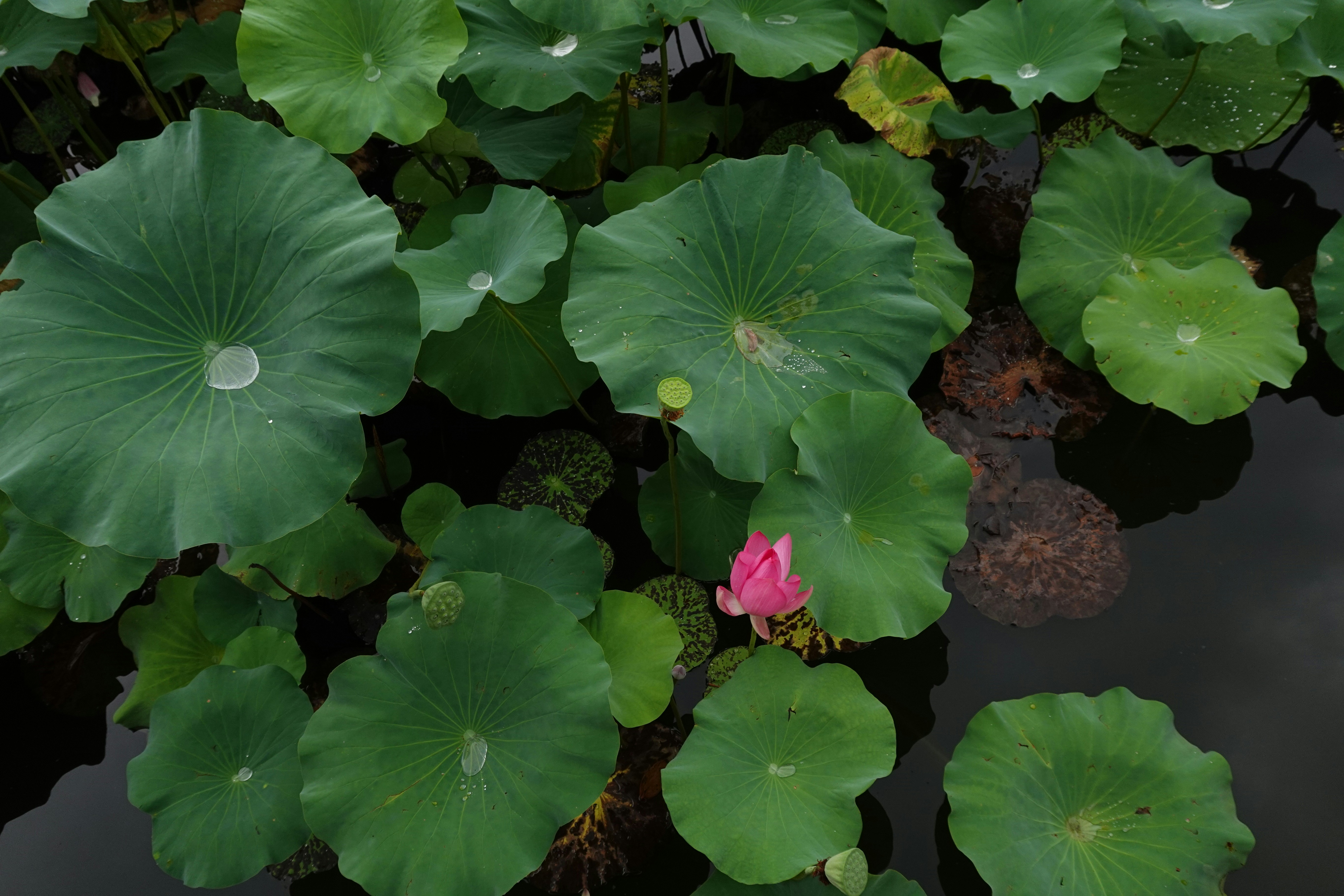 Pink Bud Among Emerald Pads on a Quiet Pond