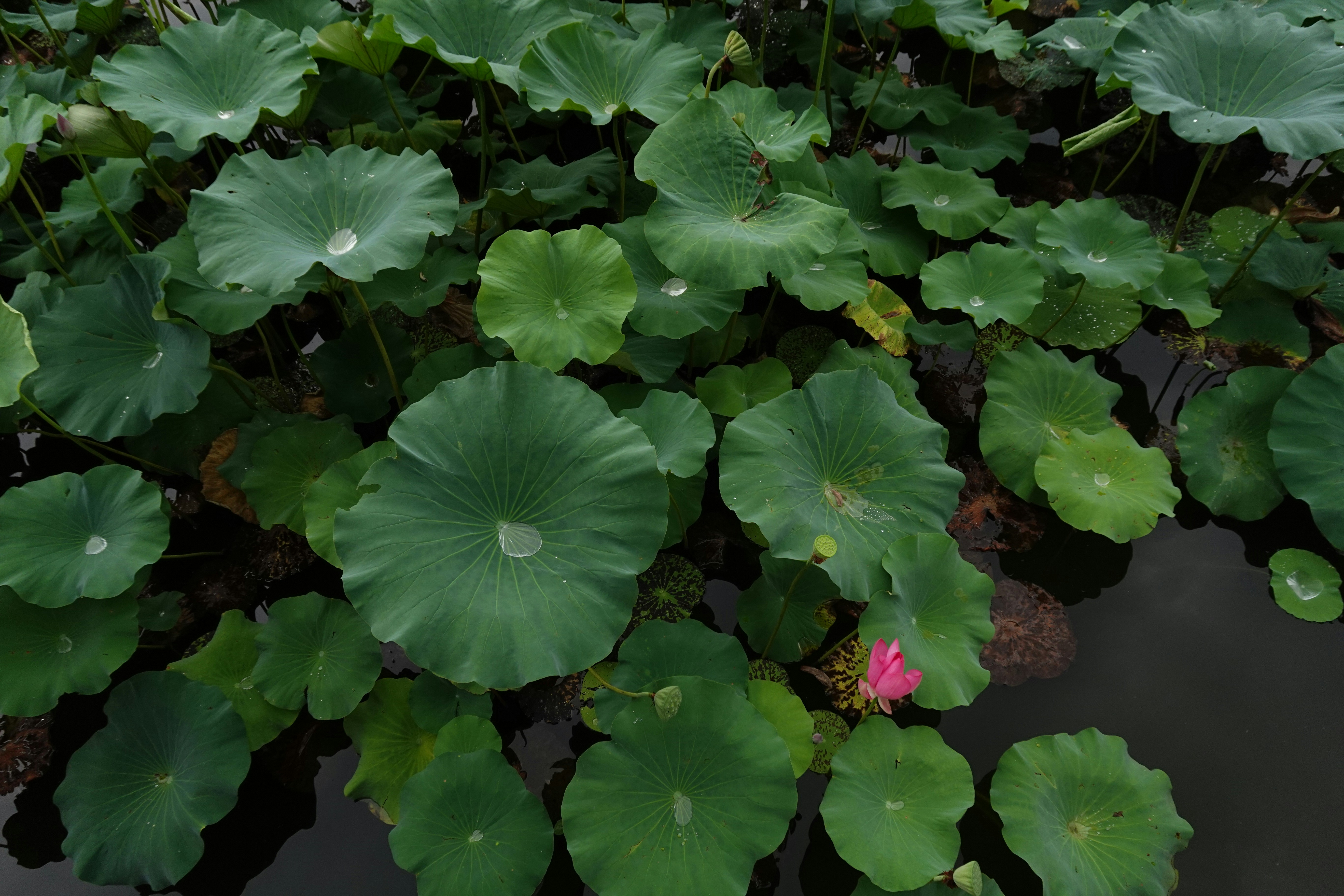 Pink Bud Emergence Among Emerald Lilypads