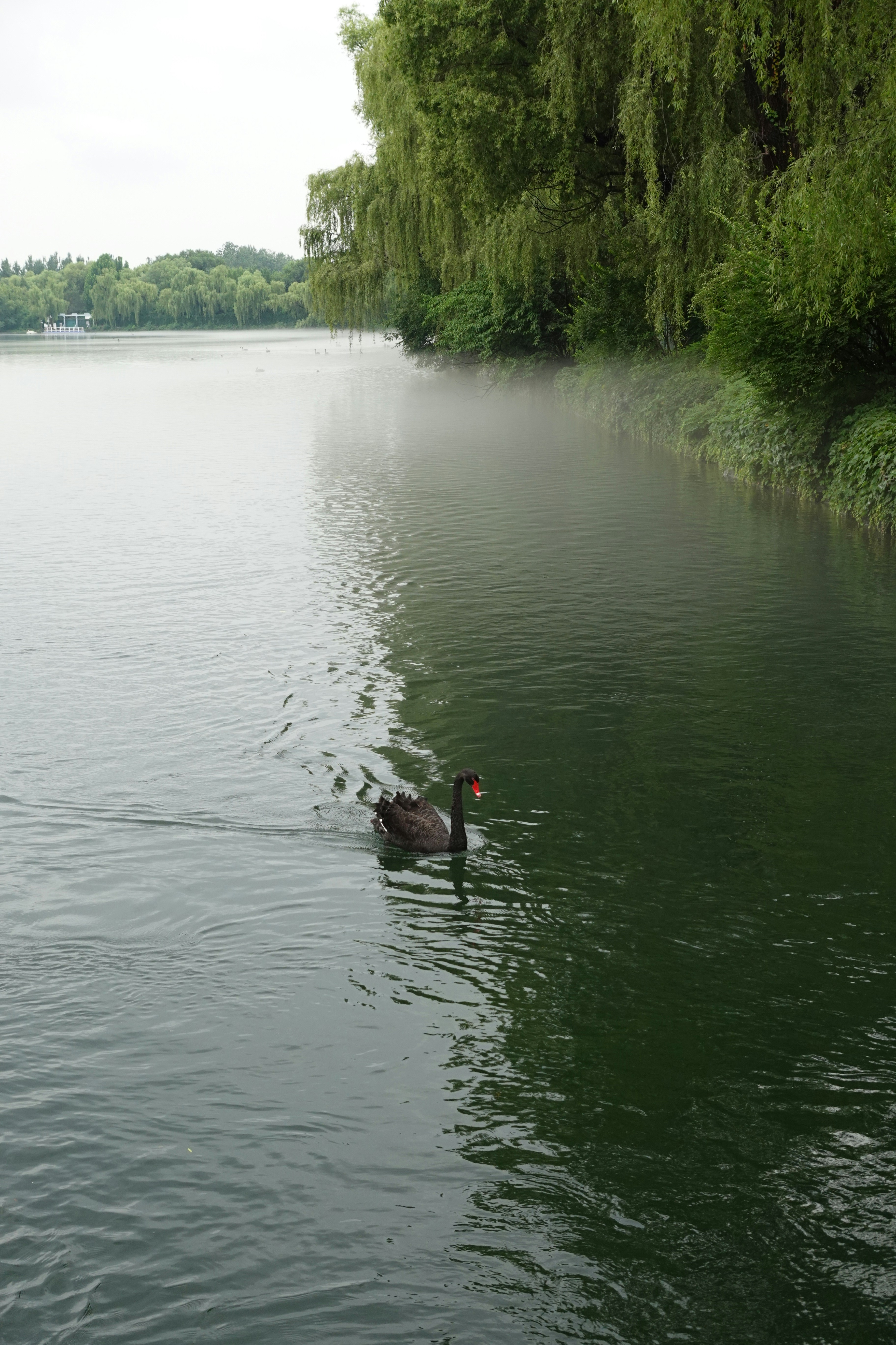 A lone black swan glides along the misty shoreline