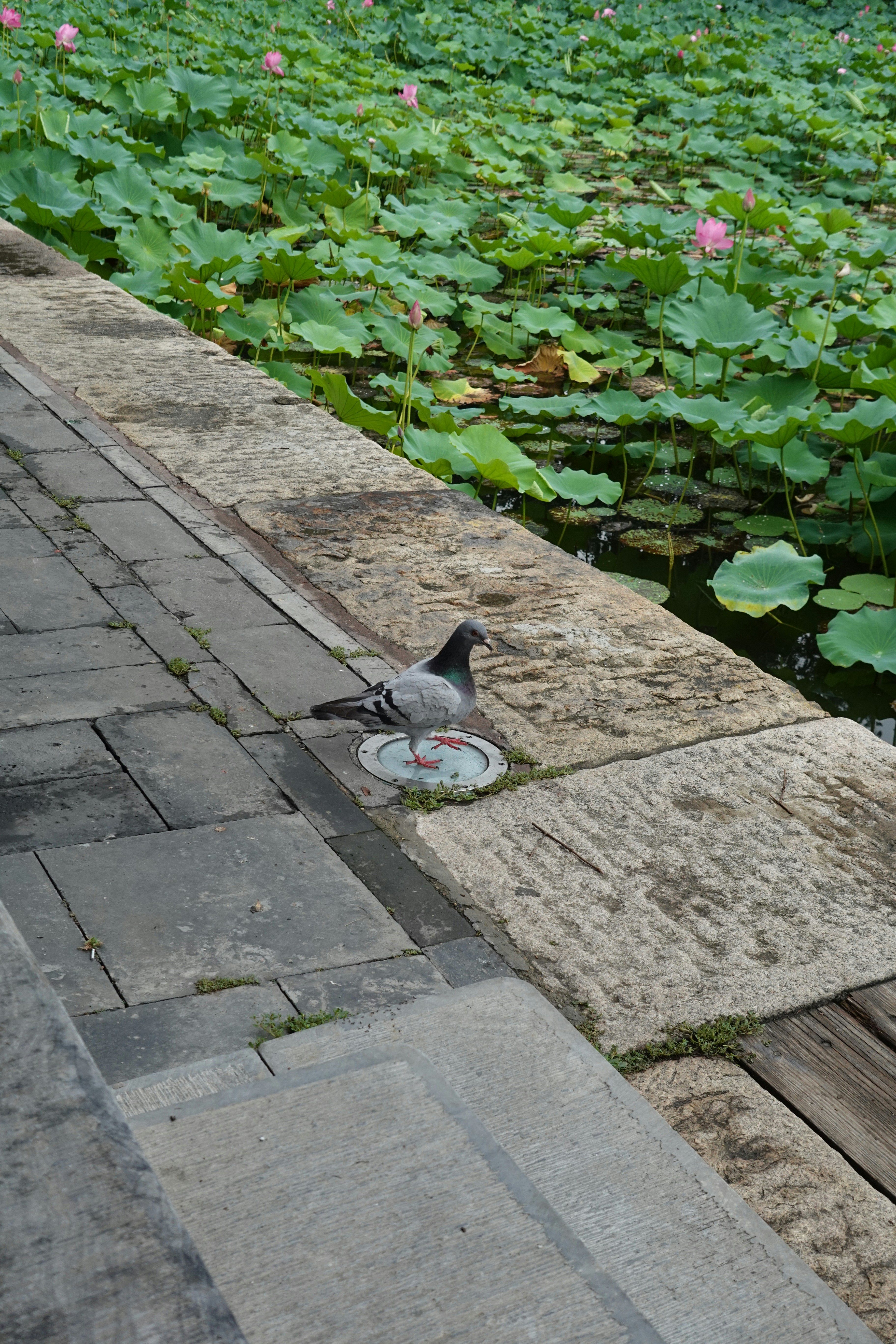 Robust Pigeon at the Stone Edge by a Lush Lily Pond