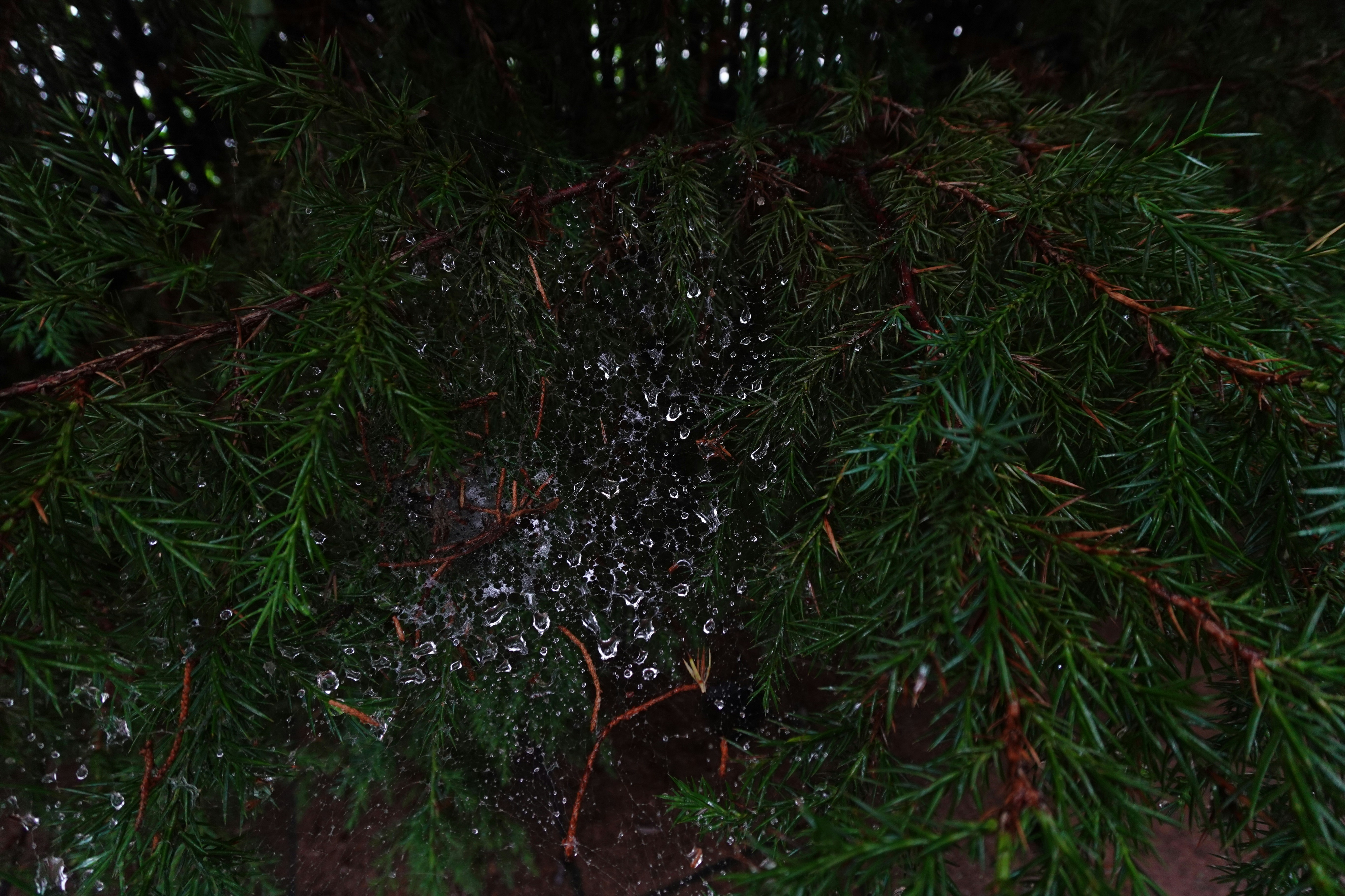 Dew-kissed Cedar Tangle: A Dense Pine Canopy with Quiet Ground Detail