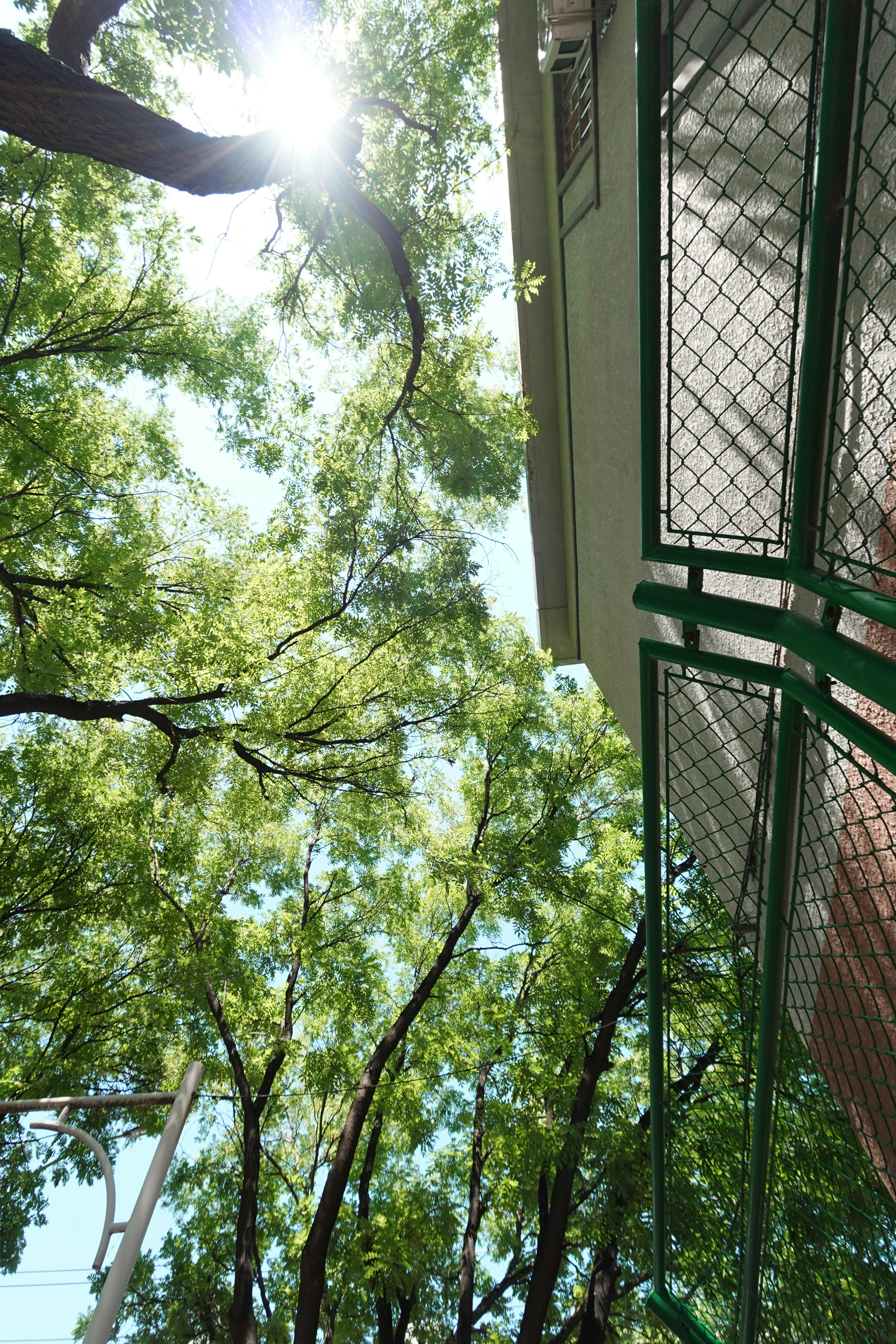 Sunlit canopy over a green courtyard fence