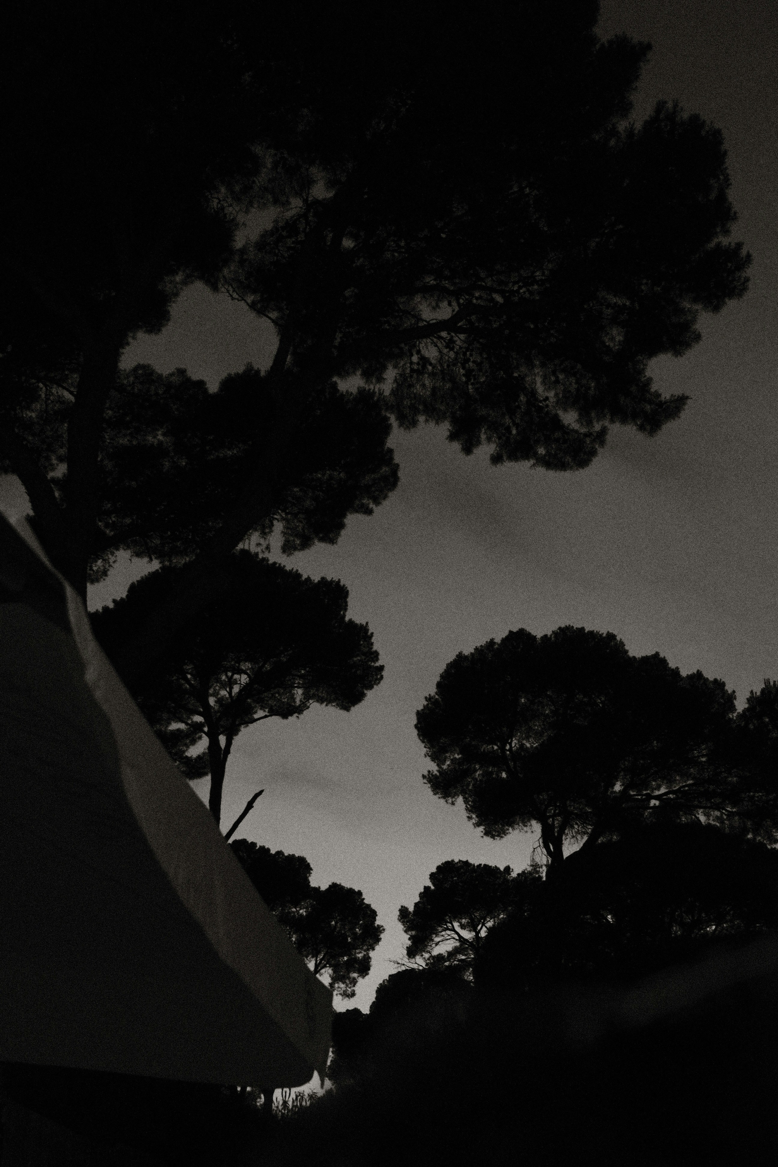Distant Pines Against Twilight Dunes