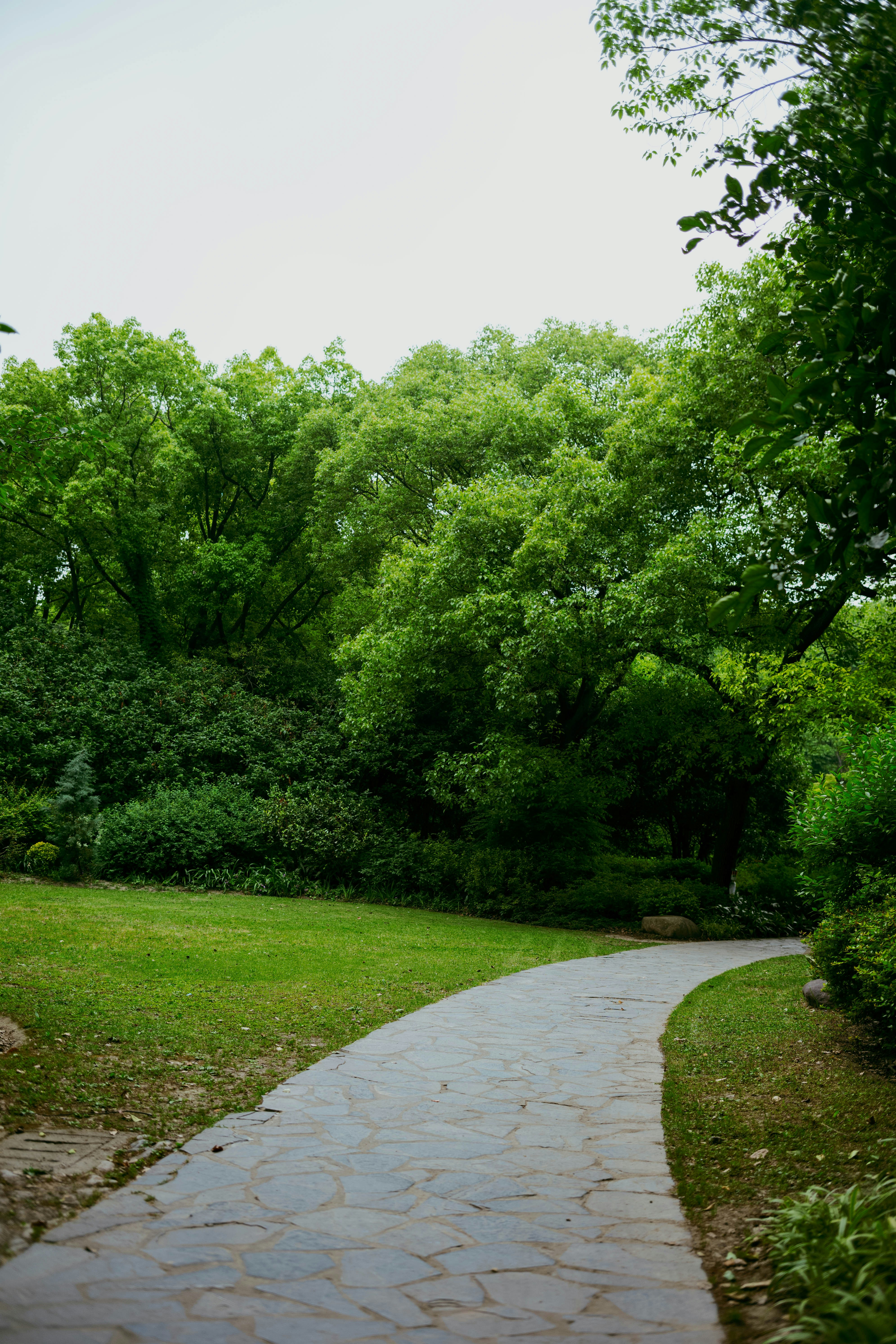Winding Stone Path Through a Quiet Green Canopy