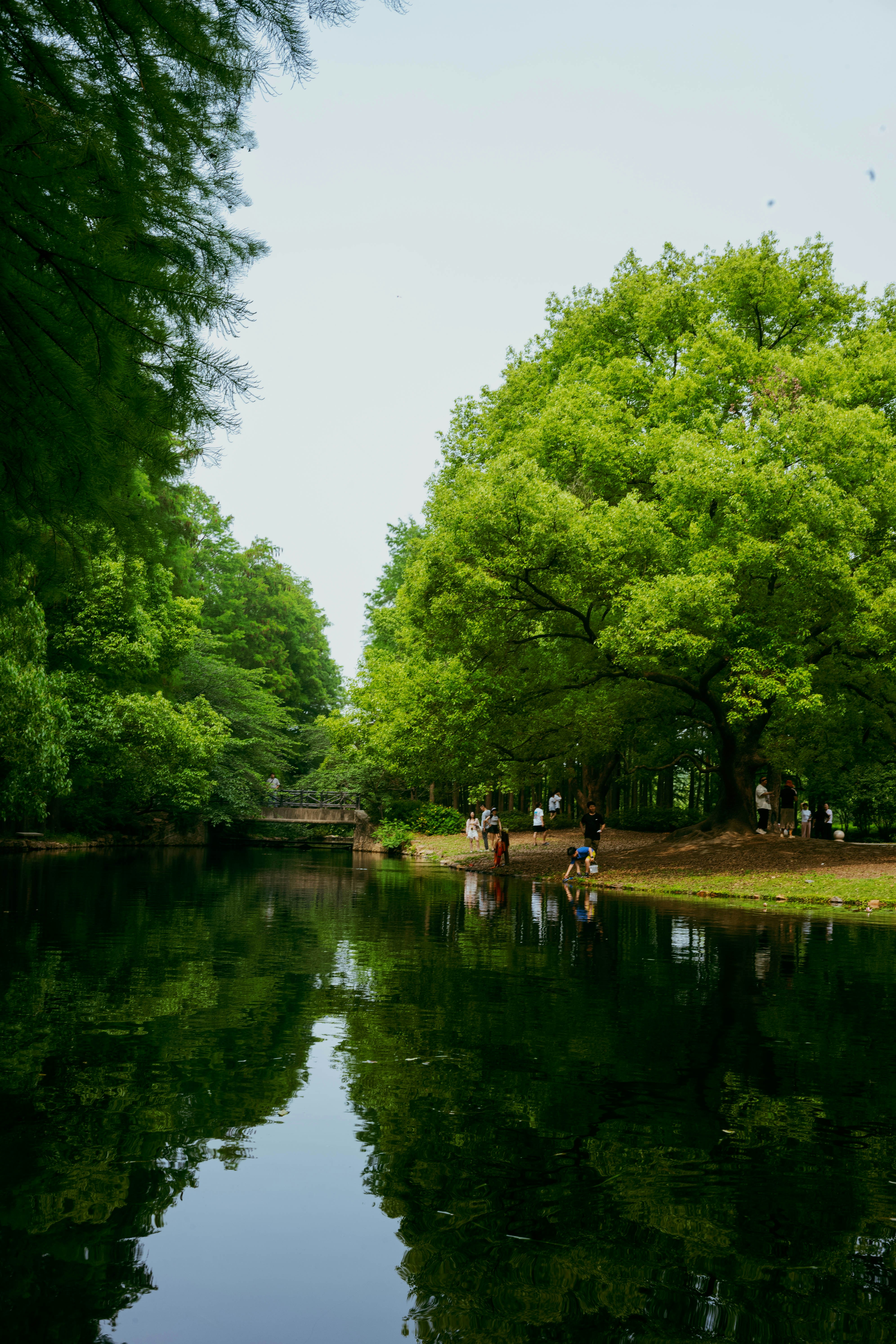 Green Reflections by the Riverbank