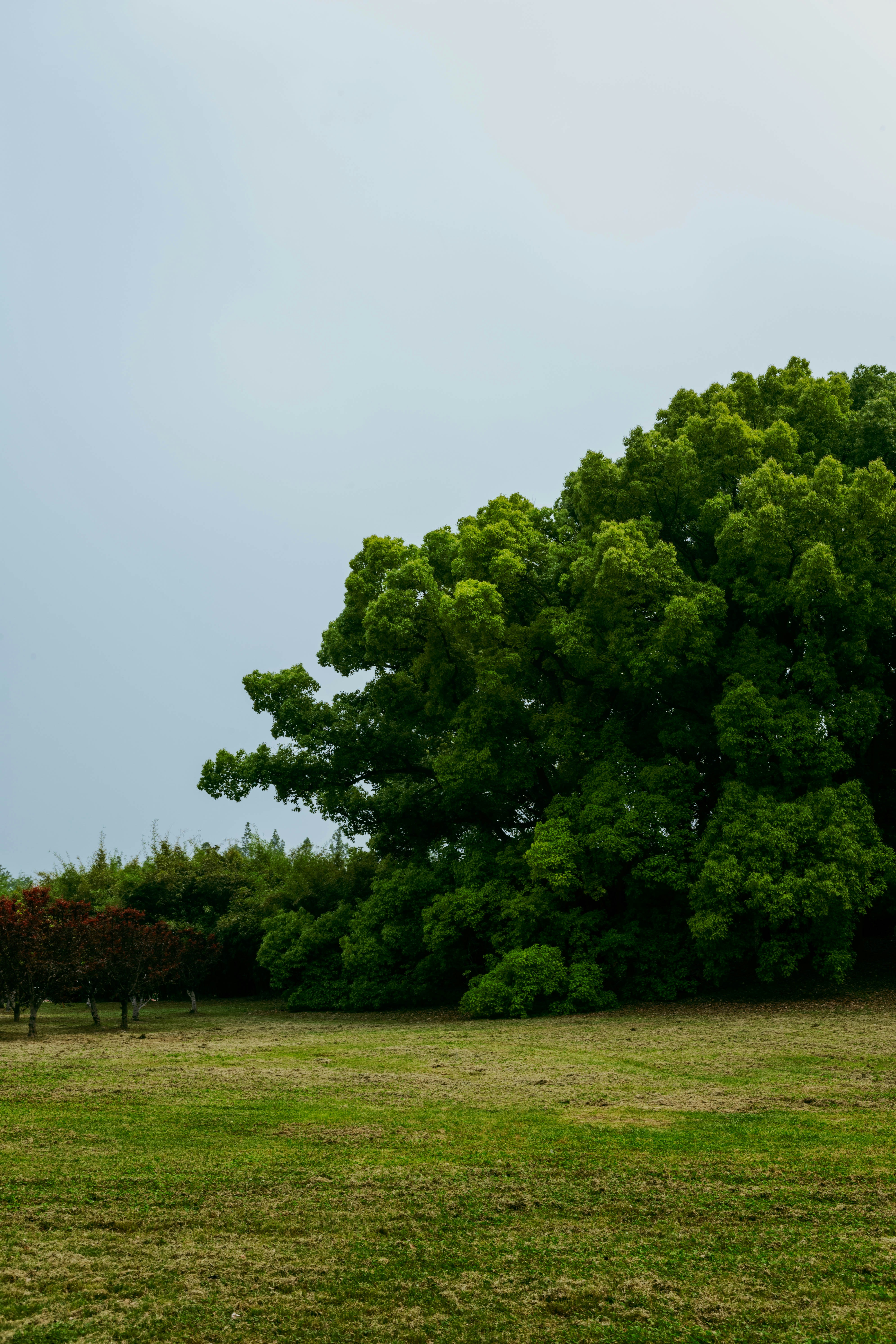 Verdant Sentinel: A Crescent of Shade Beside an Open Field