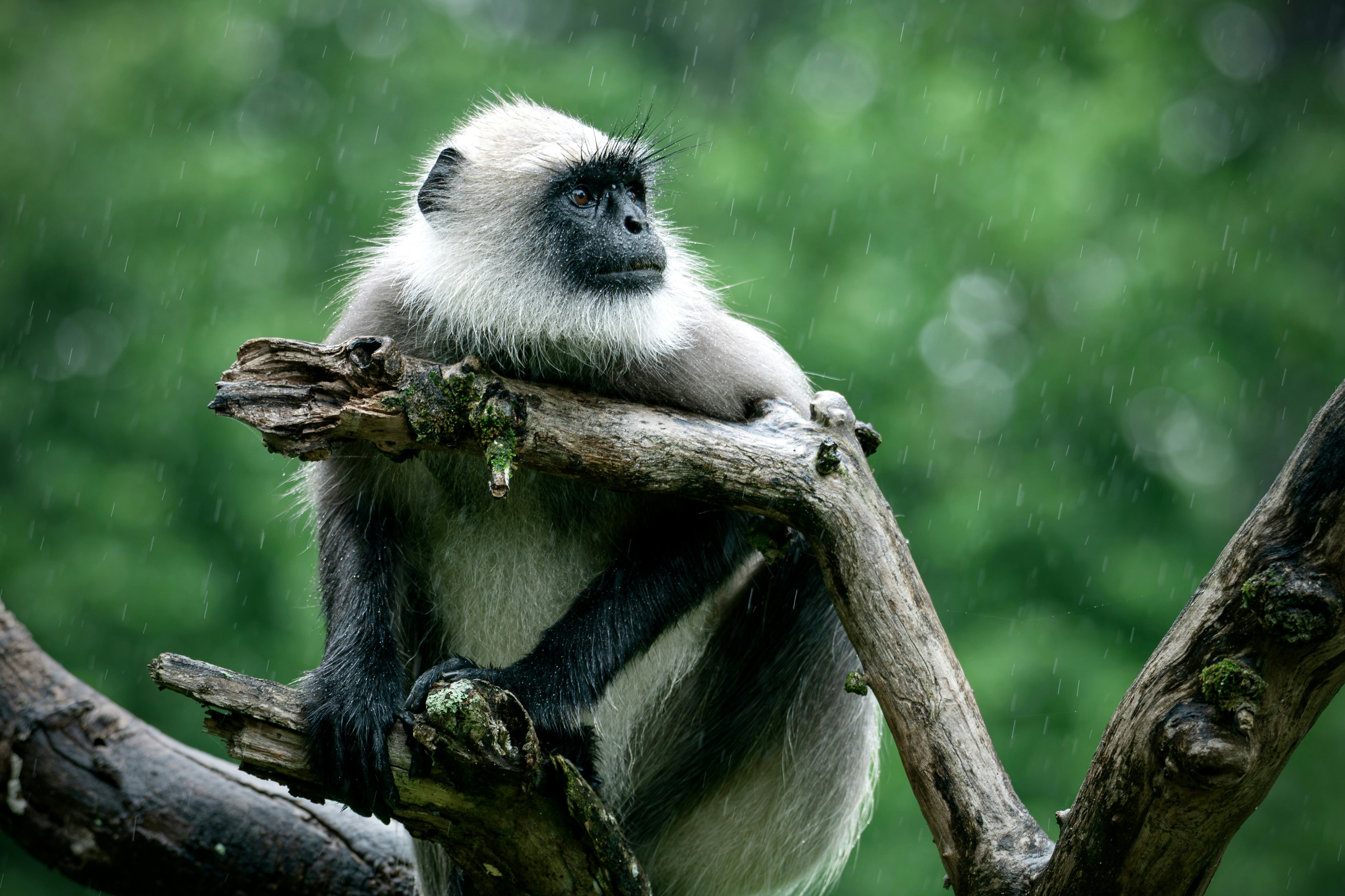 Lone Leafy Perch: White-Faced Gibbon in Gentle Rain