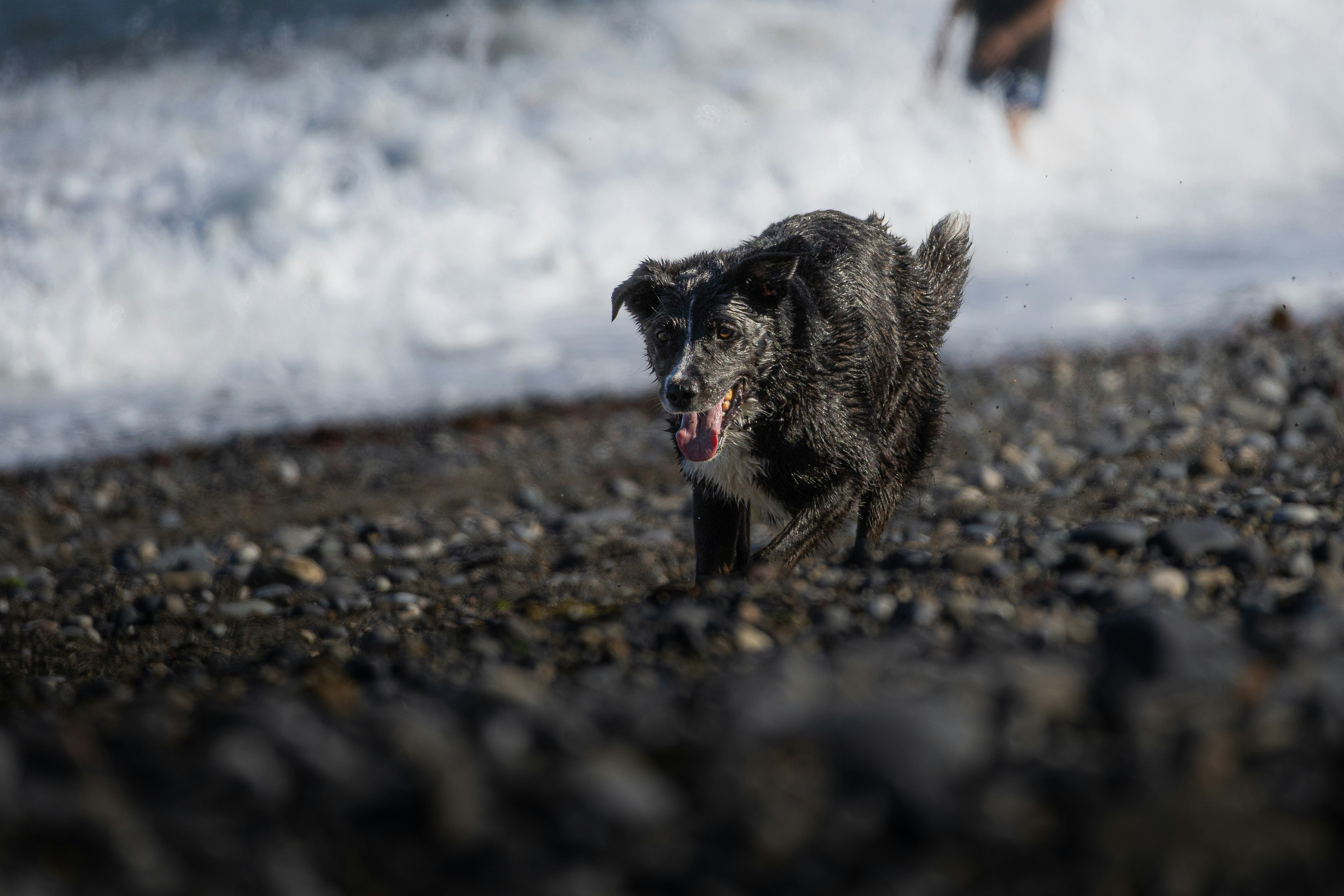 A small, wet dog charges toward the camera along a rocky shoreline; the focus centers on the animal with a blurred waterline backdrop, highlighting motion against a shallow-depth background.