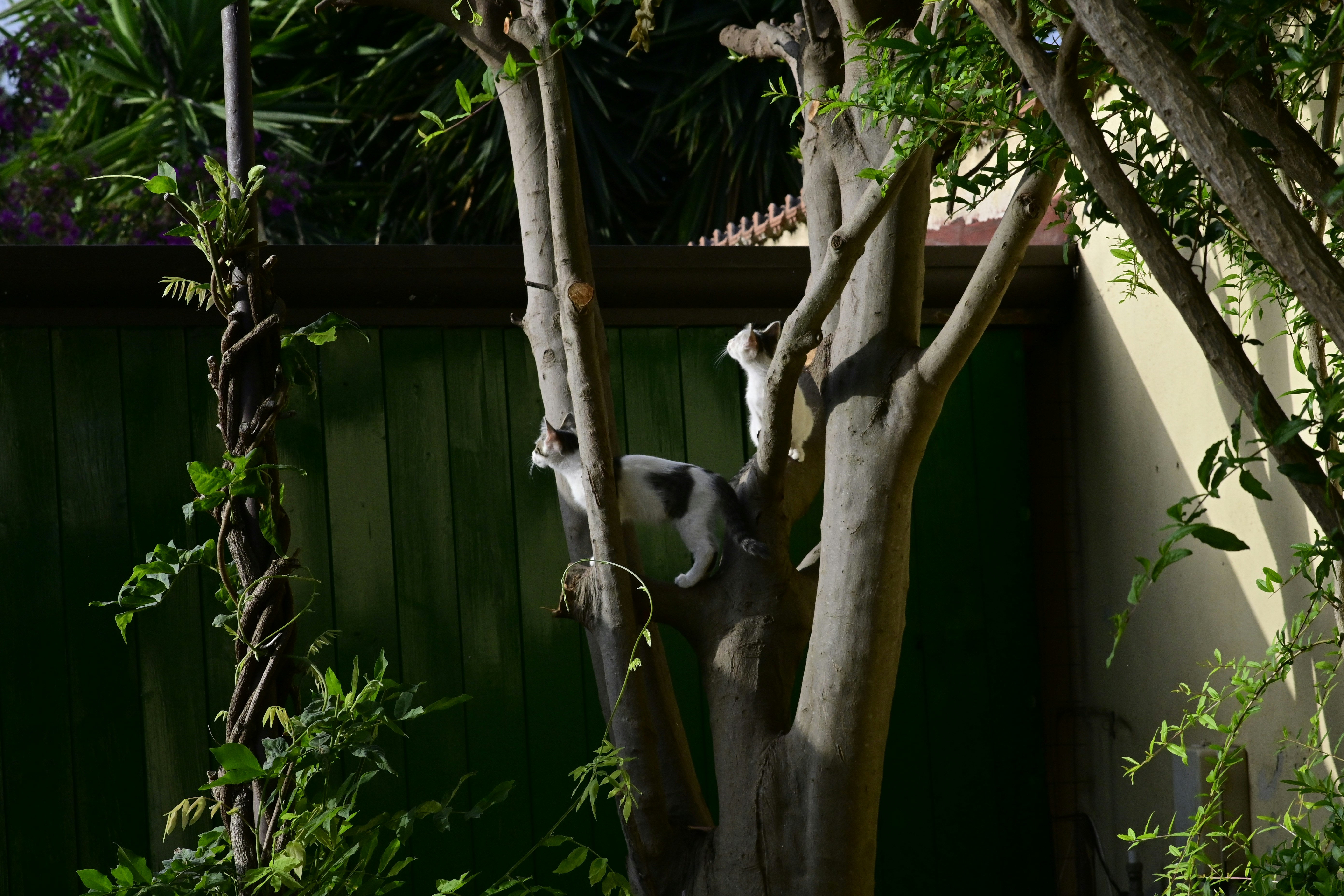 A shaded garden scene with intertwining tree trunks and foliage, featuring a domestic cat softly perched among branches near a green fence.
