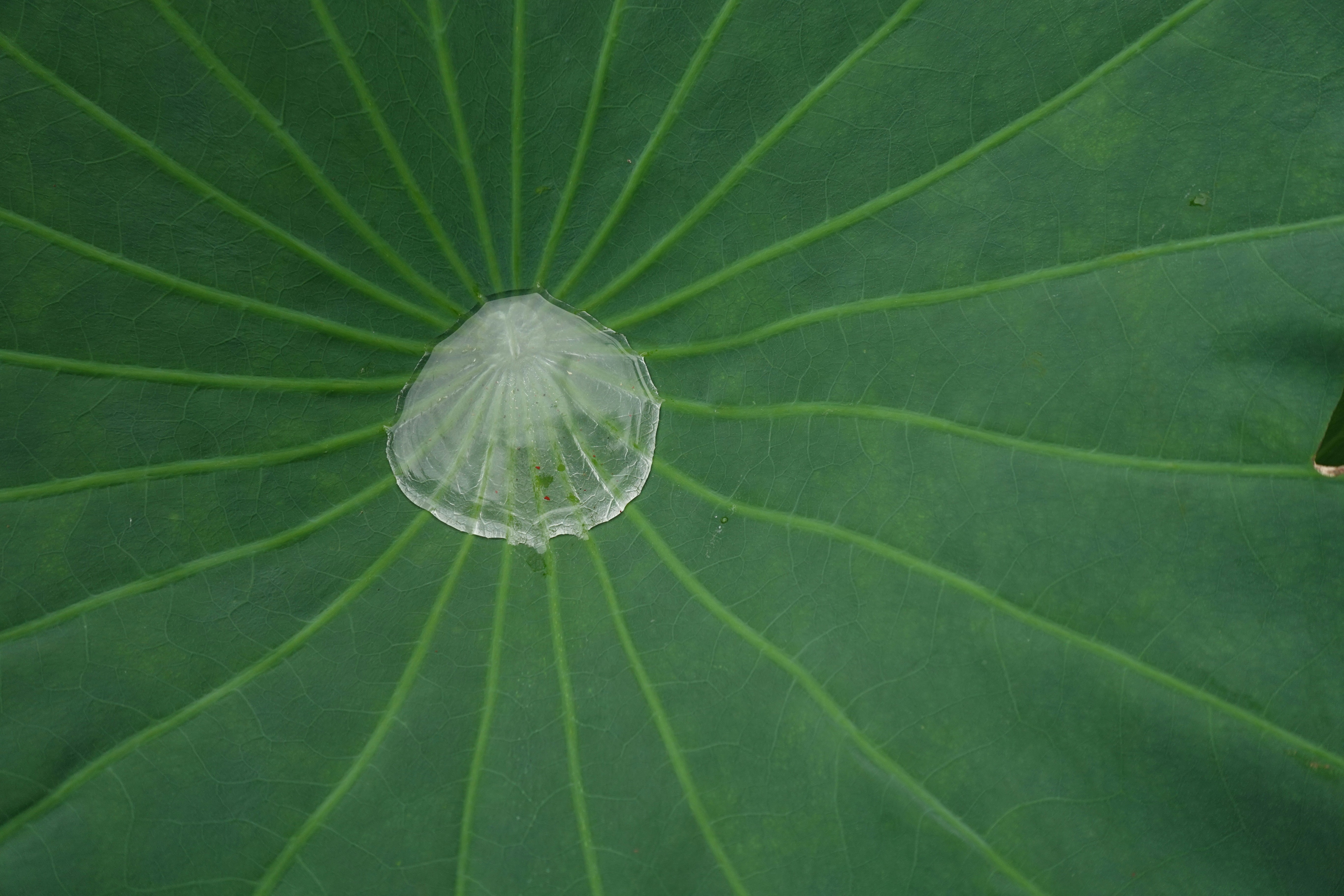 A single translucent droplet rests at the center of a lotus leaf’s radiant veins
