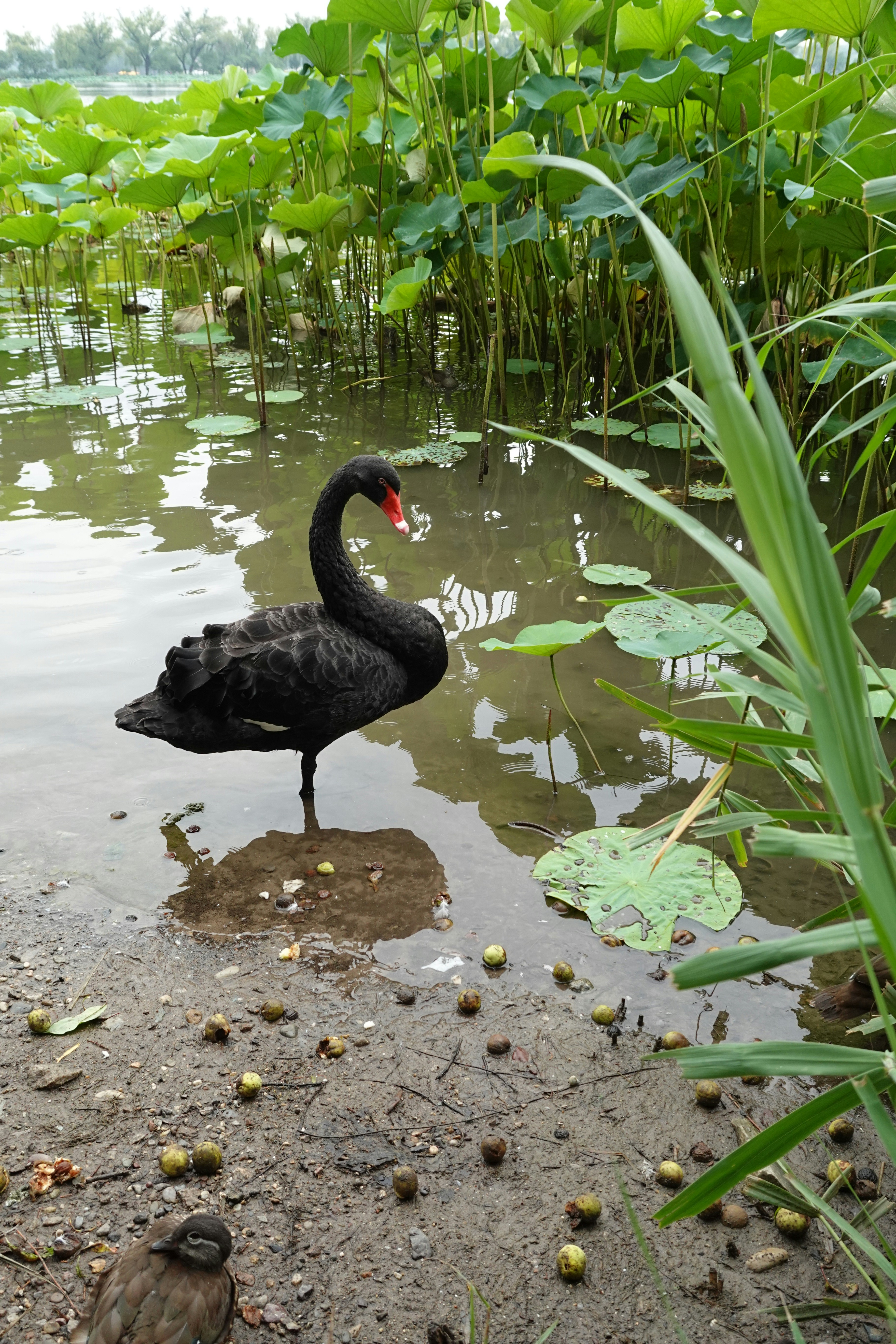 Black Swan by the Reeds: A Quiet Moment at the Shore