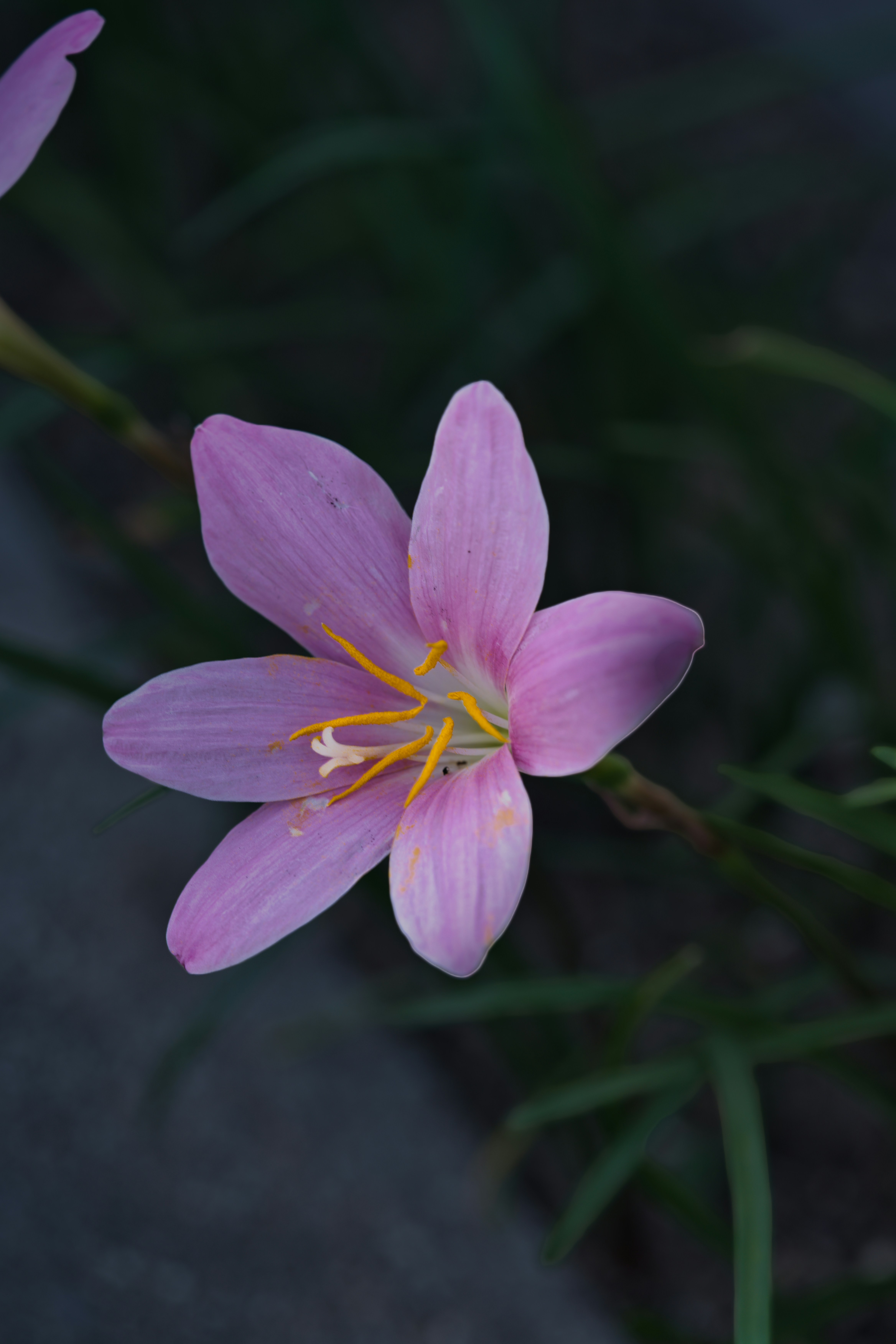 Pink Zephyr: A Singular Flower in Focus