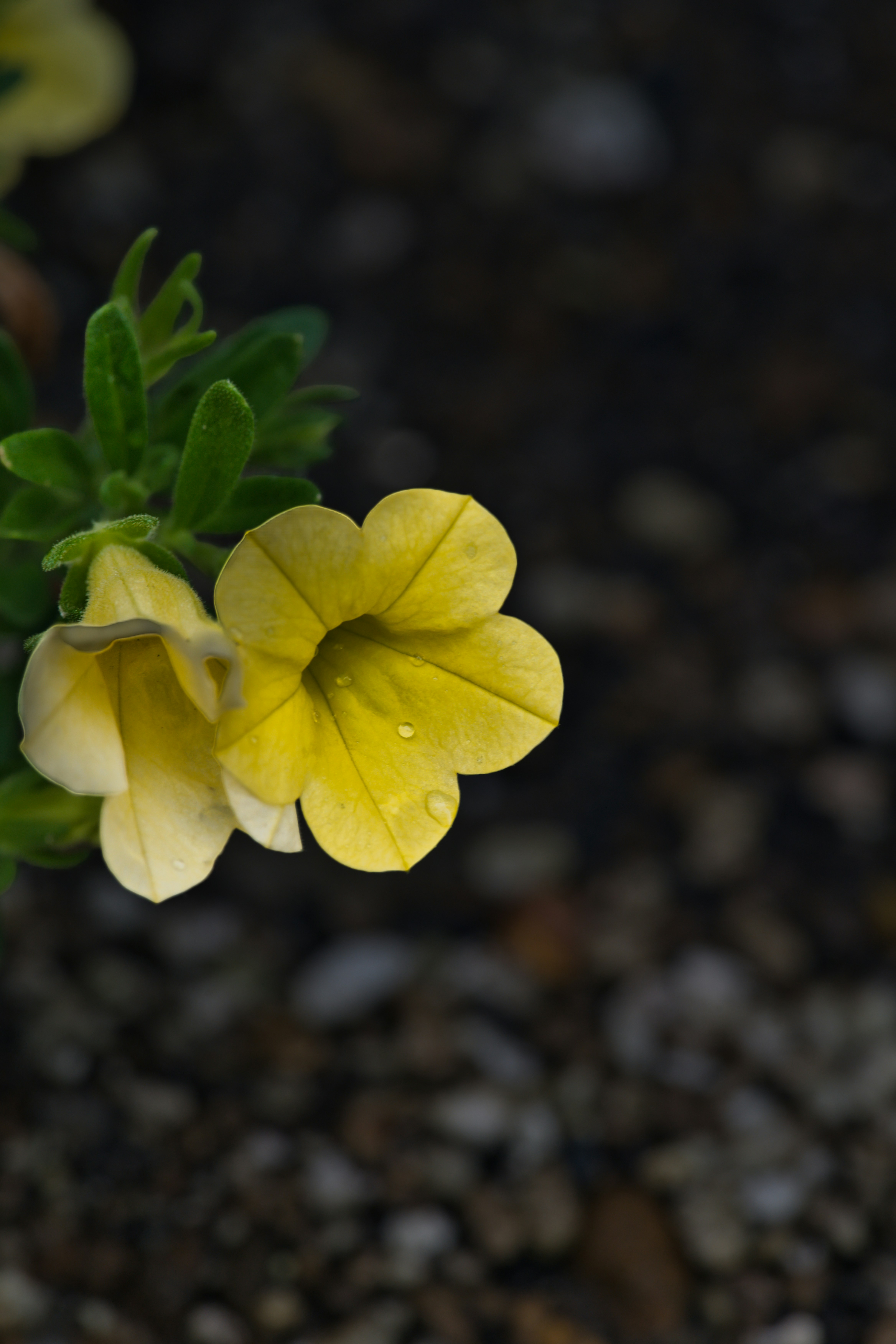 Golden Petals in Focus: A Lone Calyx in Soft Evening Light