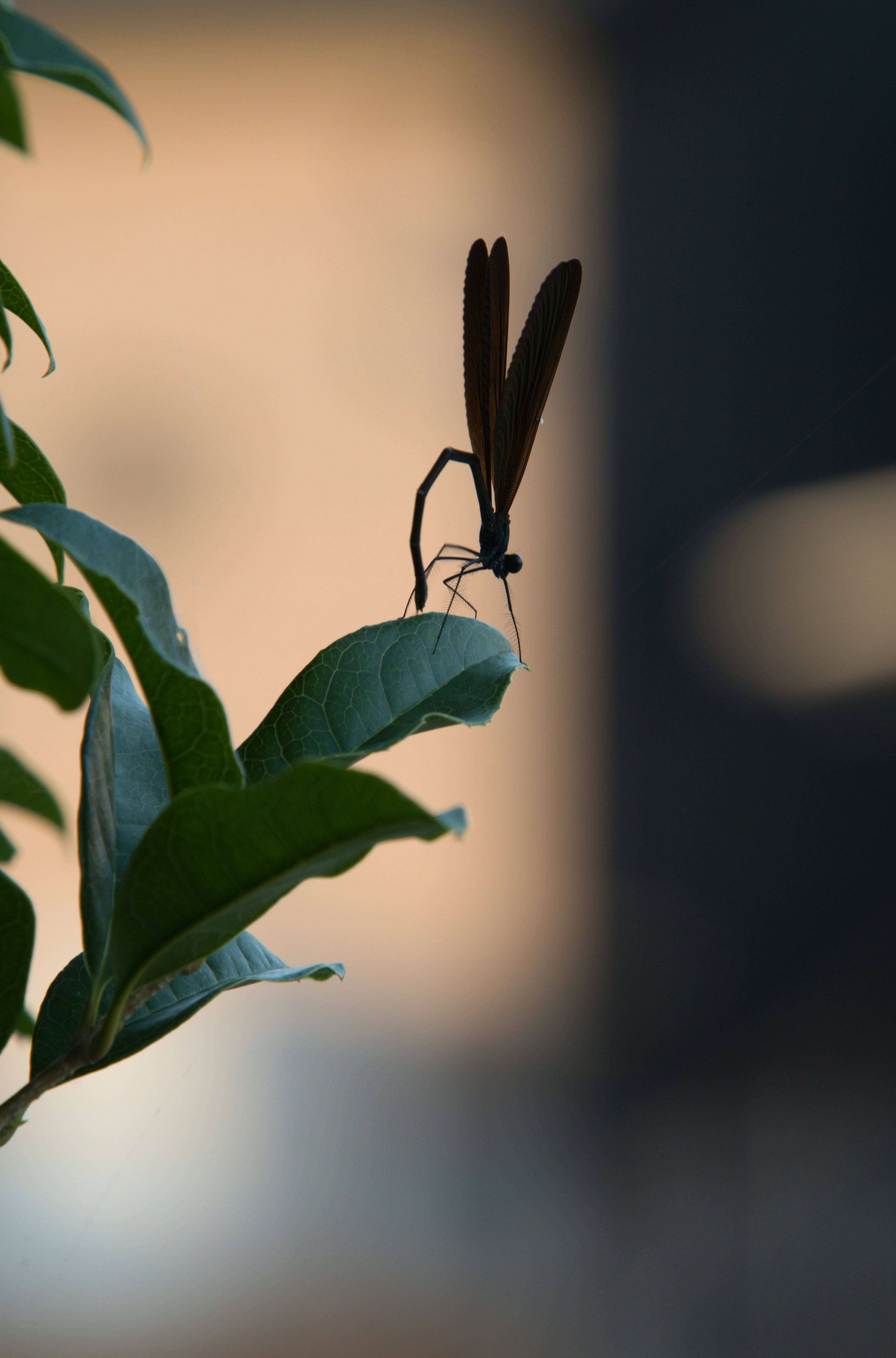 Winged Dancer on a Leaf: A Quiet Moment in Sharp Focus