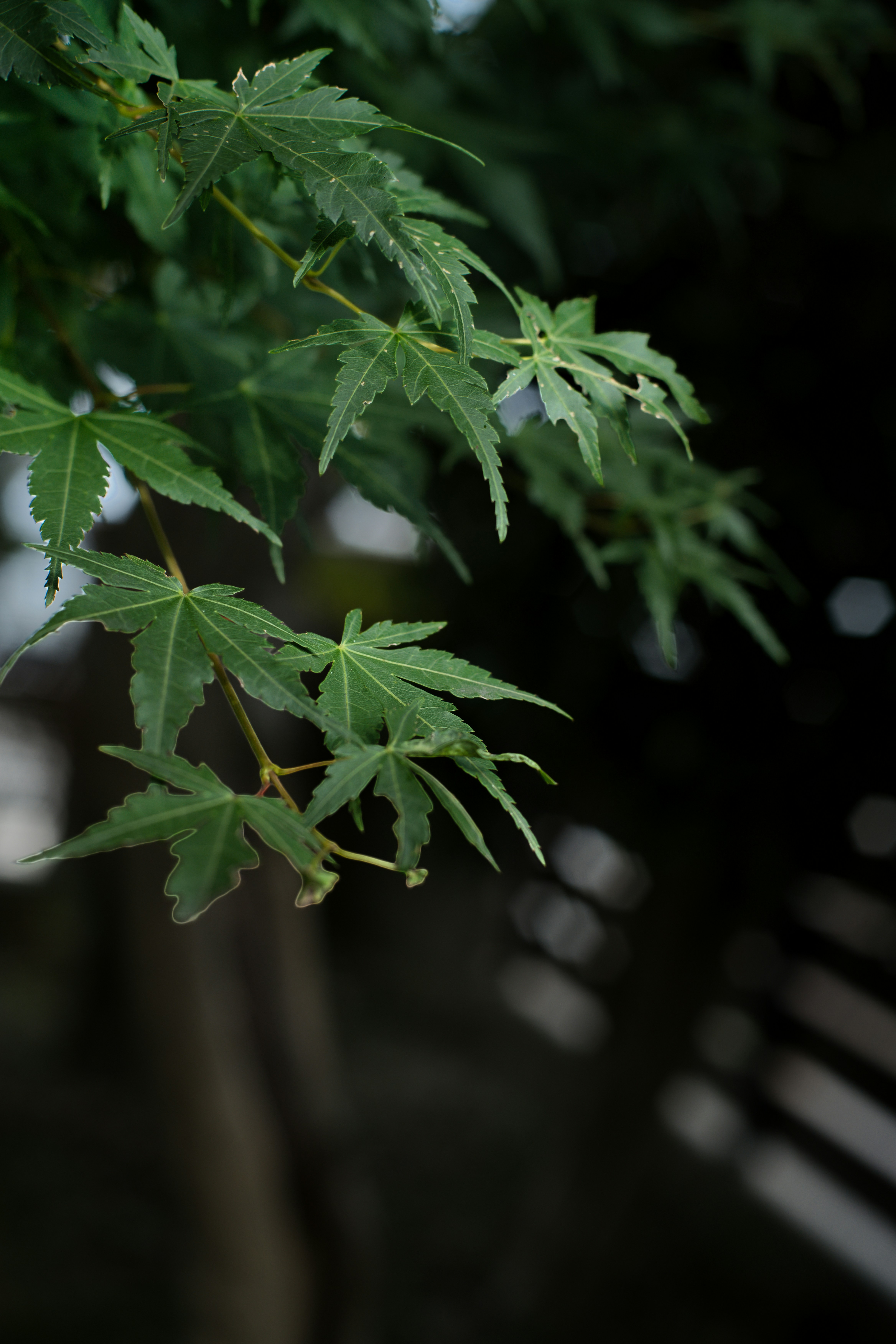 Emerald Leaves in Soft Focus: A Quiet Morning Along the Foliage