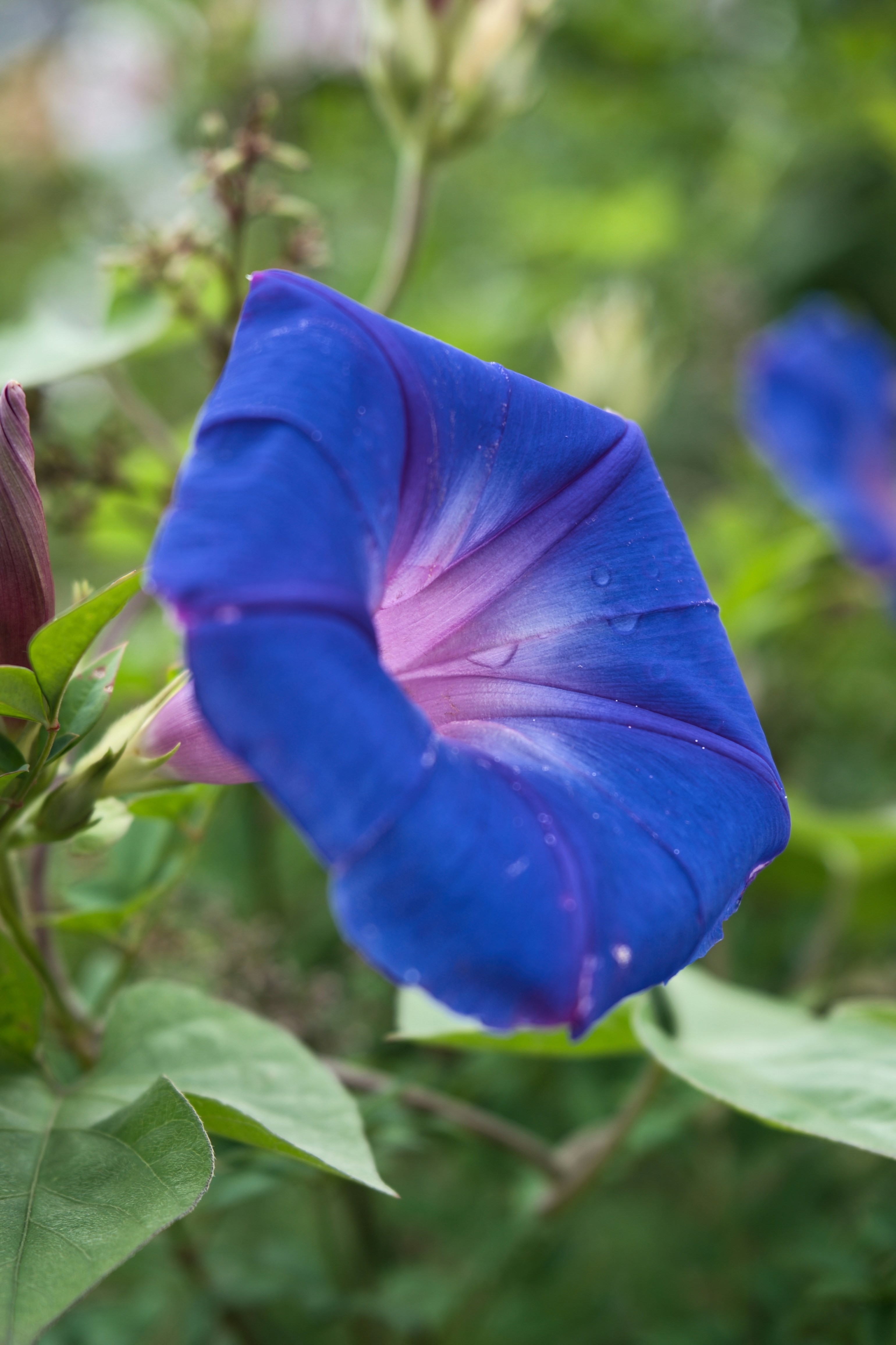 Azure Petals: a blue morning glory unfurling toward the camera